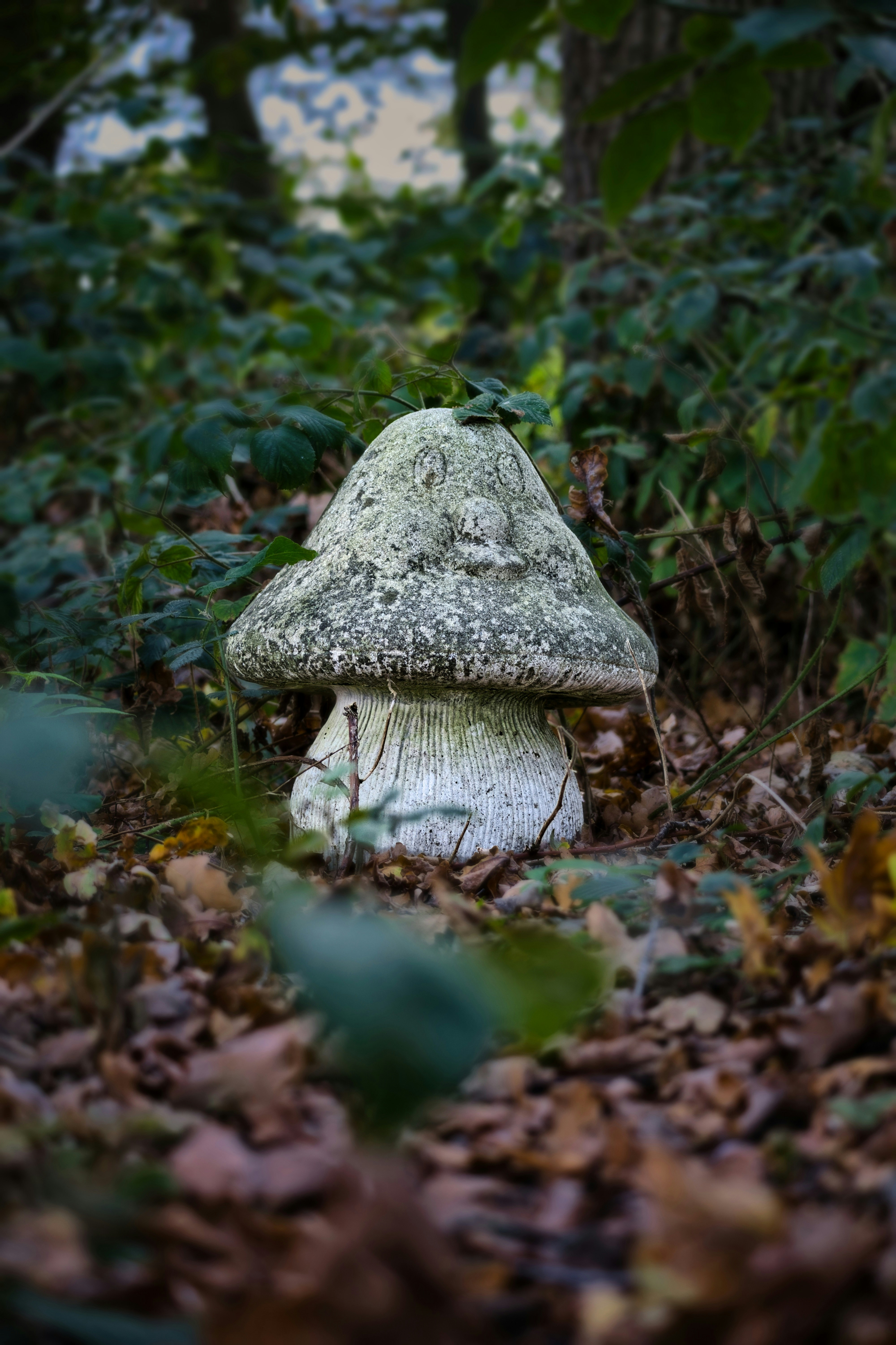 Moss-Dusted Sentinel: A Quiet Forest Fungus Emerges from Leaf Litter