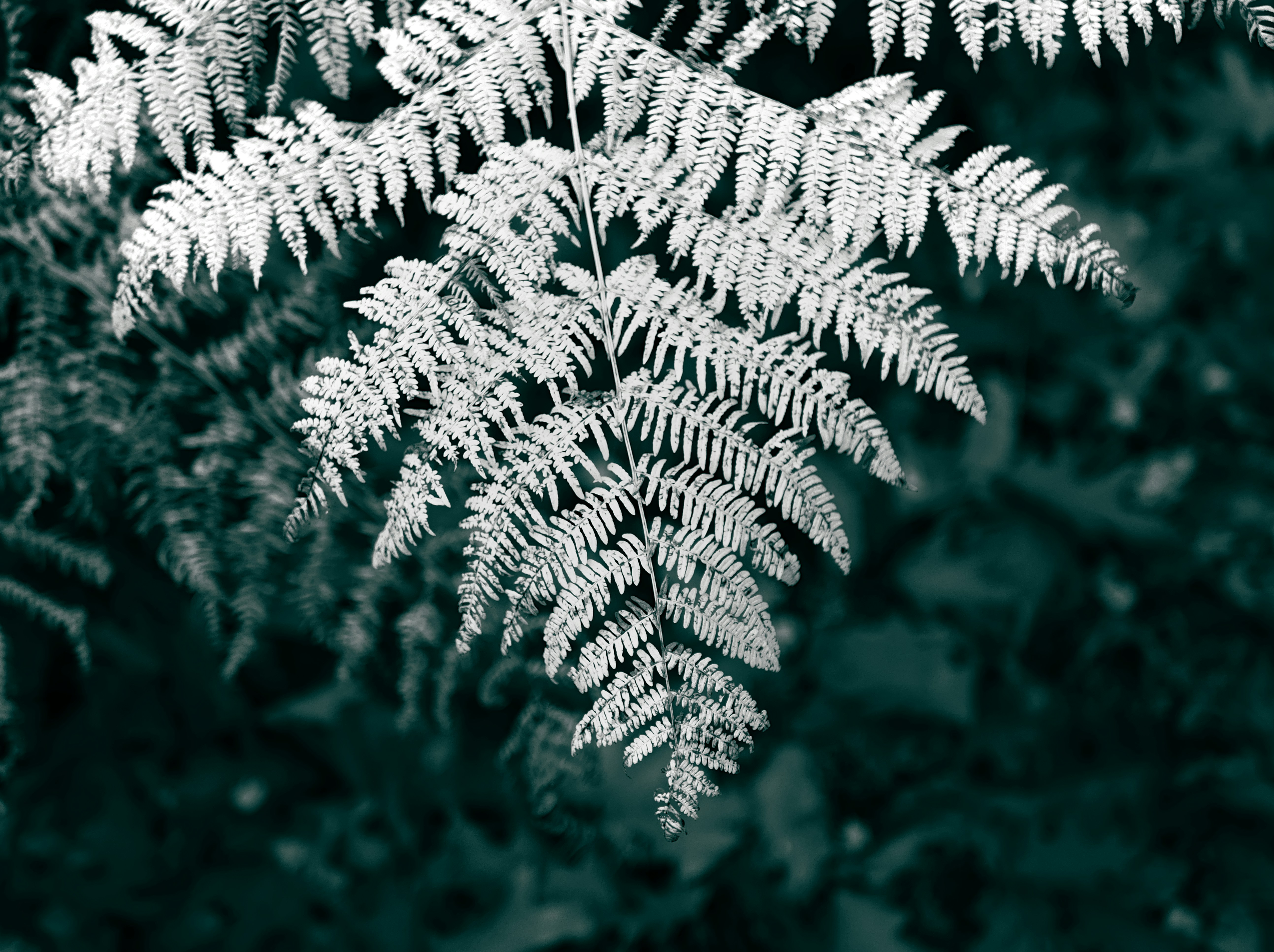 Image from the Wahner Heide, one of the largest and most species-rich nature reserves in North Rhine-Westphalia. The Wahner Heide is located in the Rhineland between the cities of Cologne, Rösrath, Lohmar, and Troisorf.