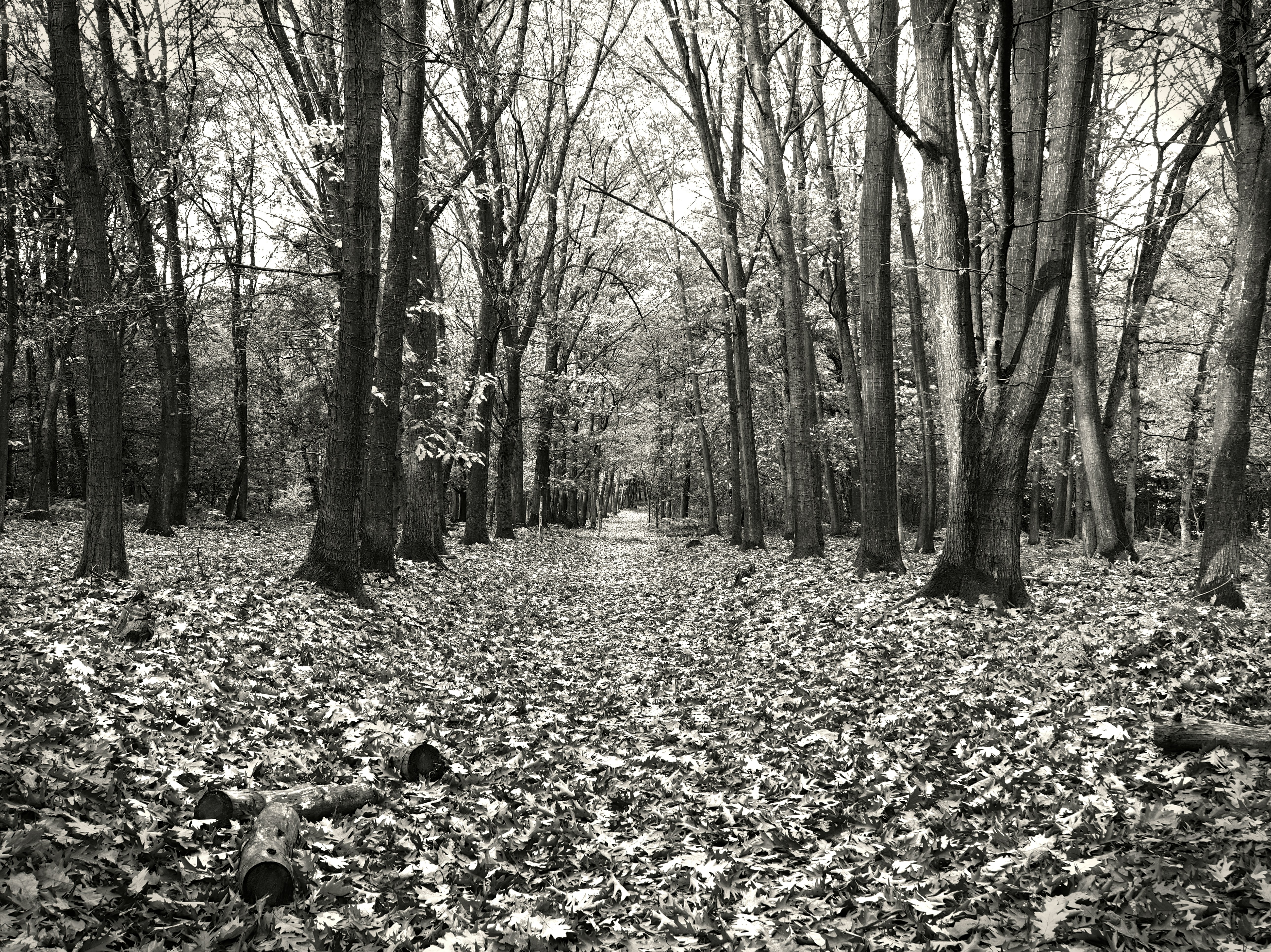 Autumn Path Through a Quiet Forest