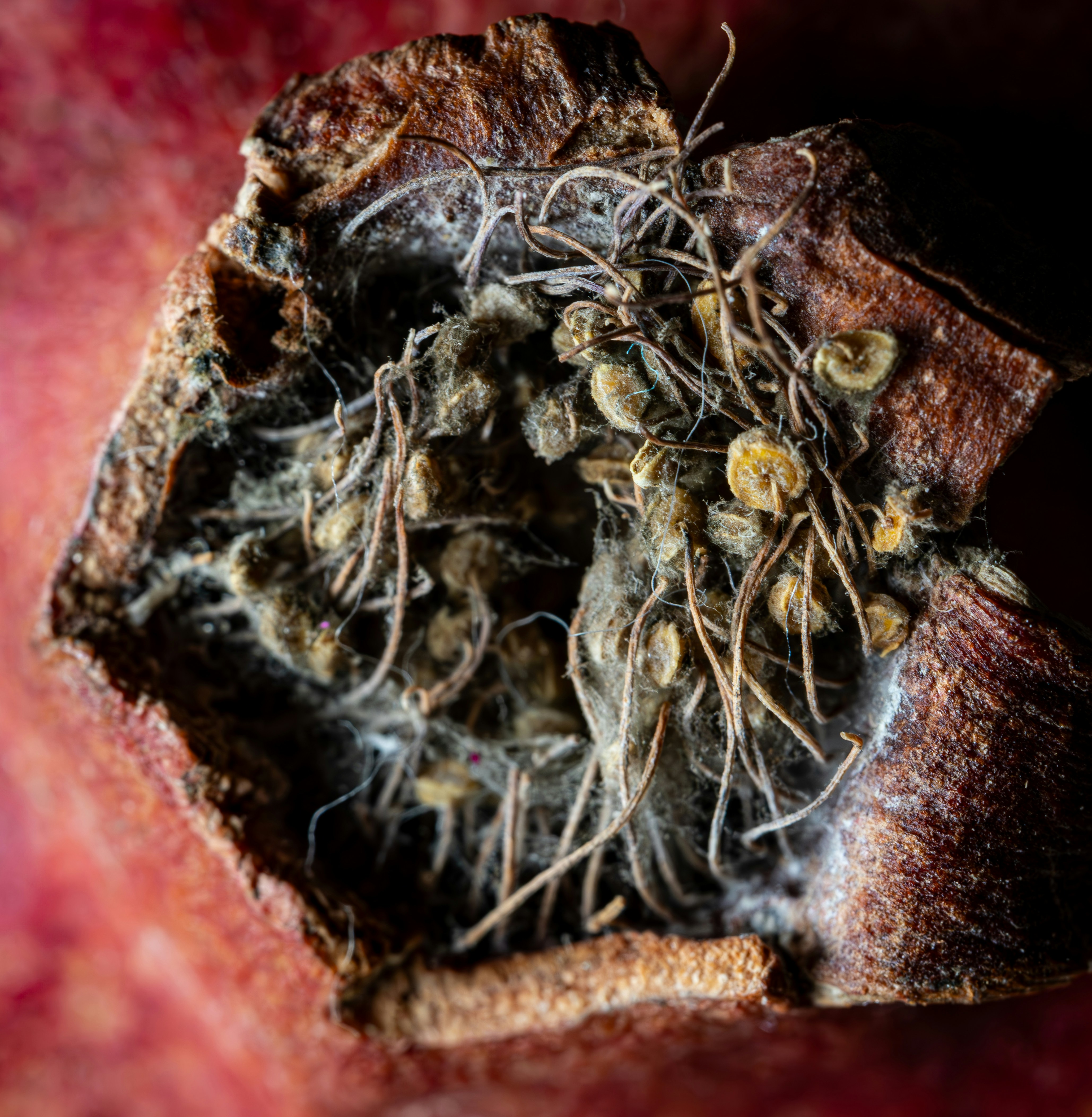 Inside the Crimson Husk: A Macro Study of Fibers and Decay