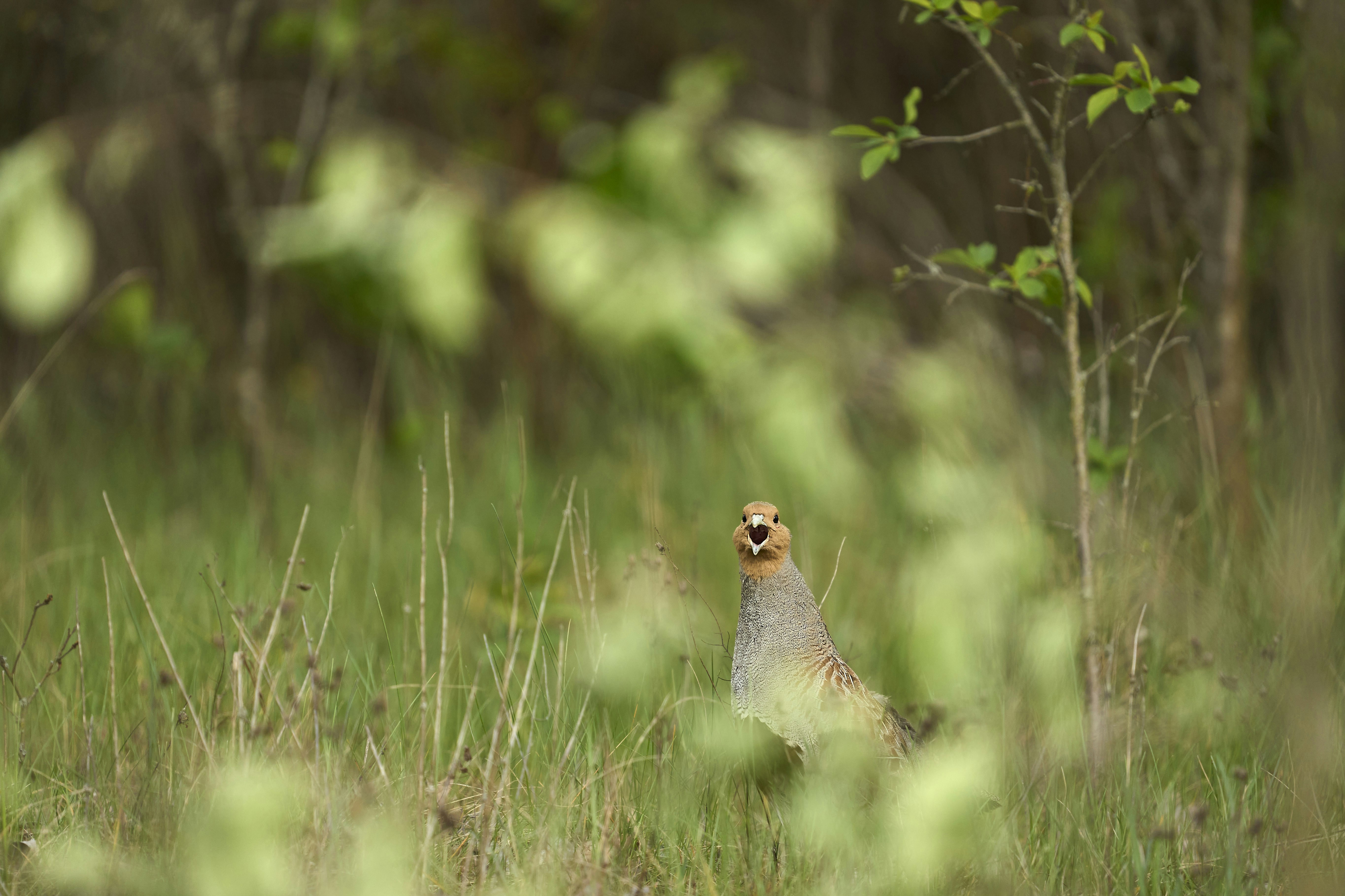 Photo by Wolfgang Hasselmann with Sony Alpha 7 IV