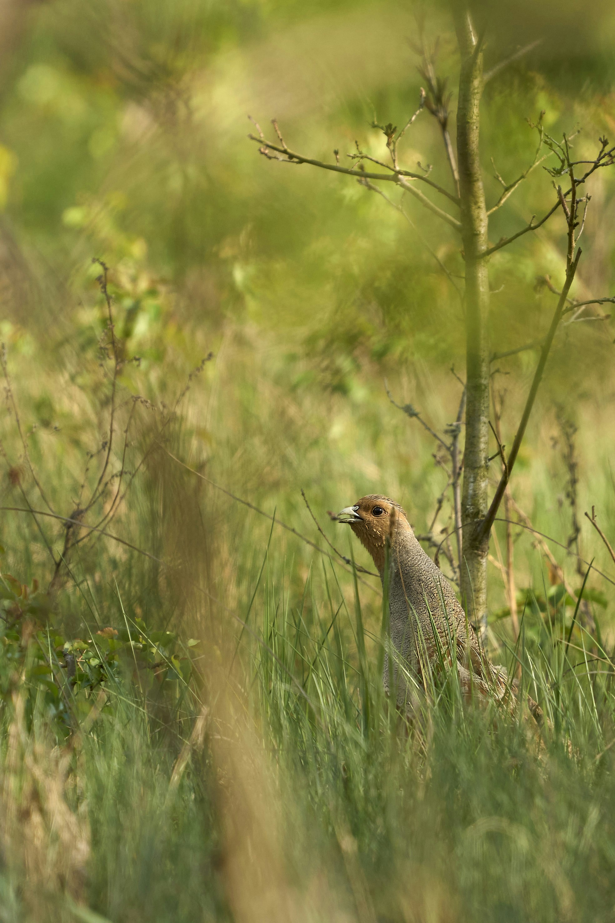 Photo by Wolfgang Hasselmann with Sony Alpha 7 IV