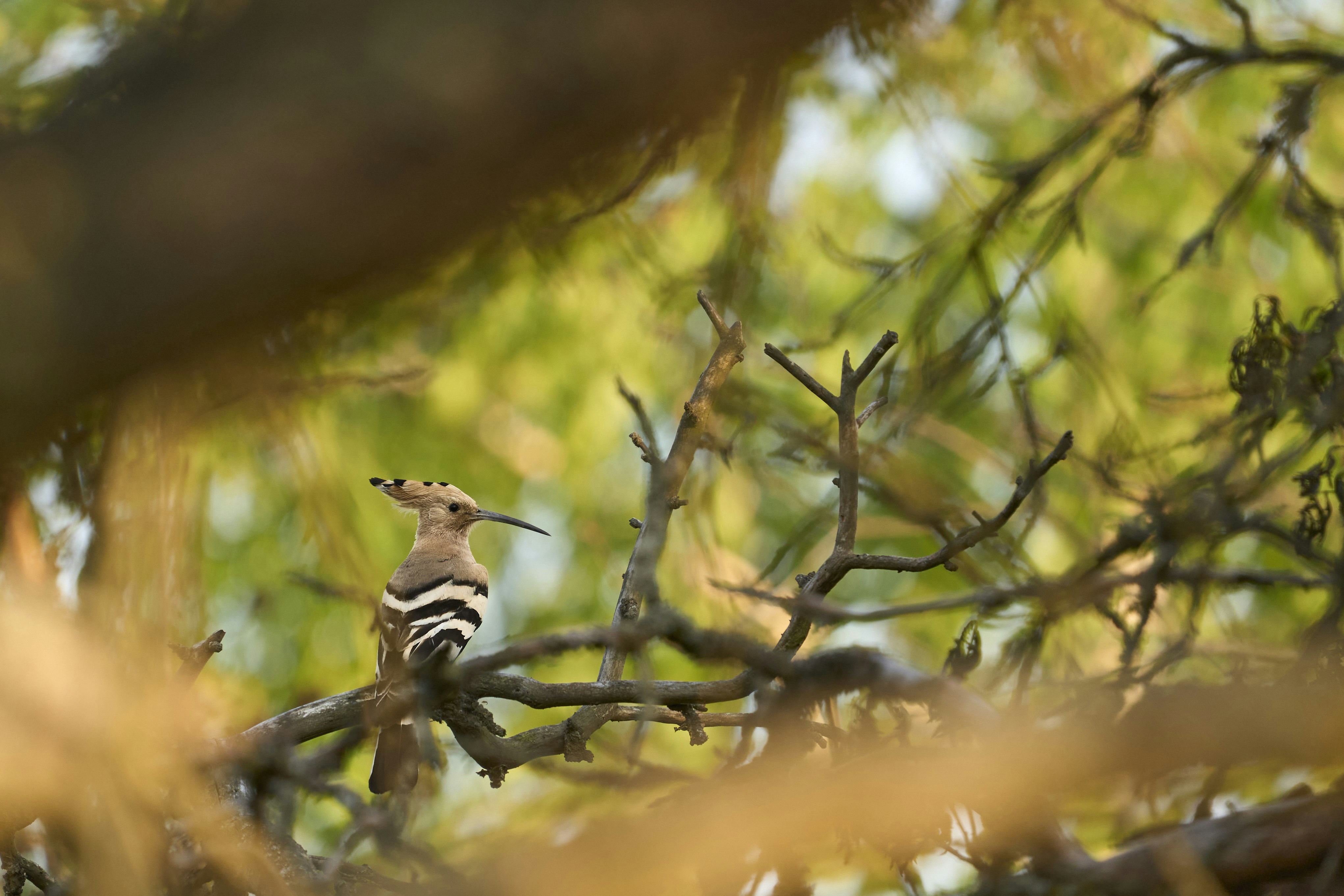 Stripes in the Shade: A Perched Songbird in Sunlit Canopy