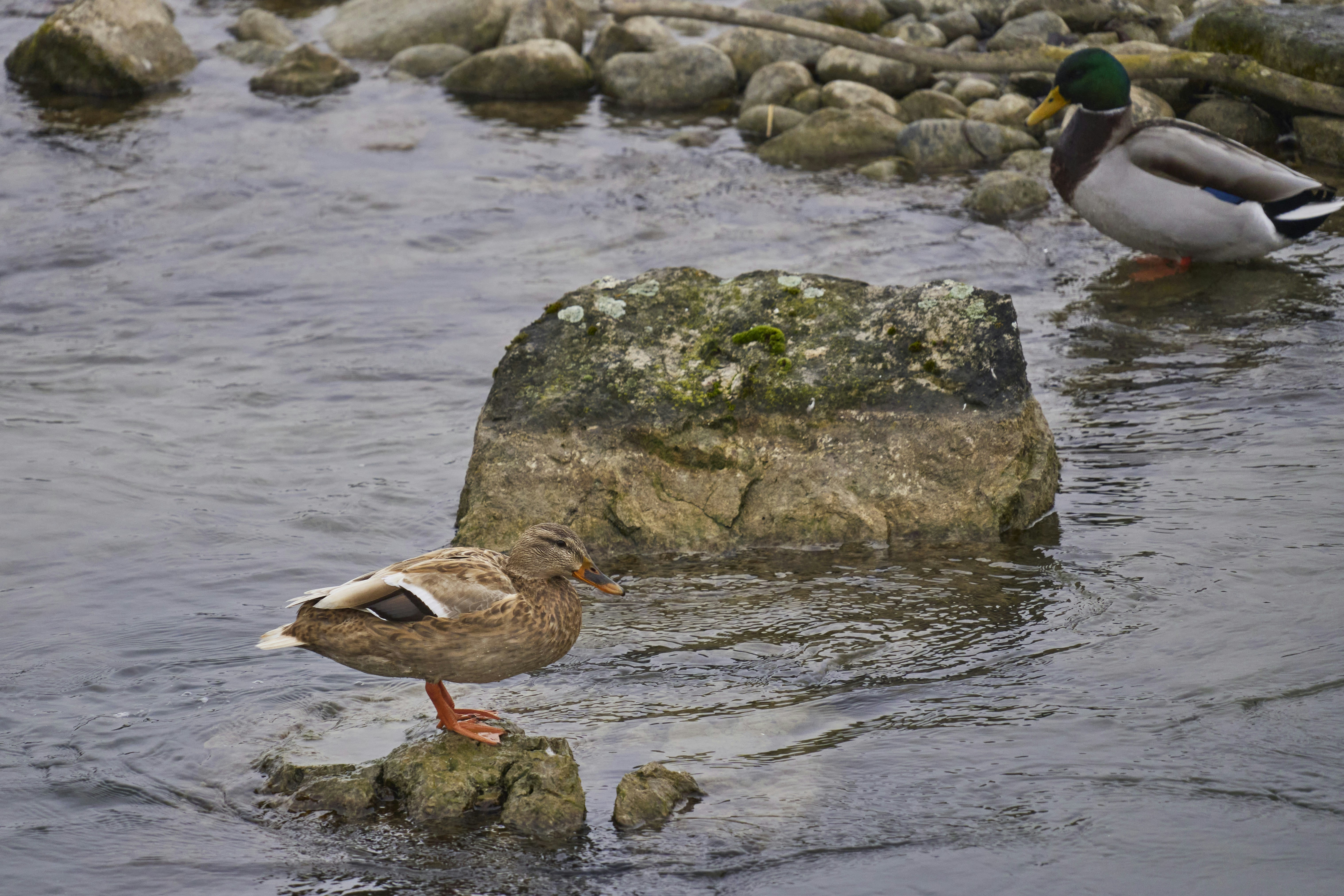 Photo by Wolfgang Hasselmann with Sony Alpha 7 IV
