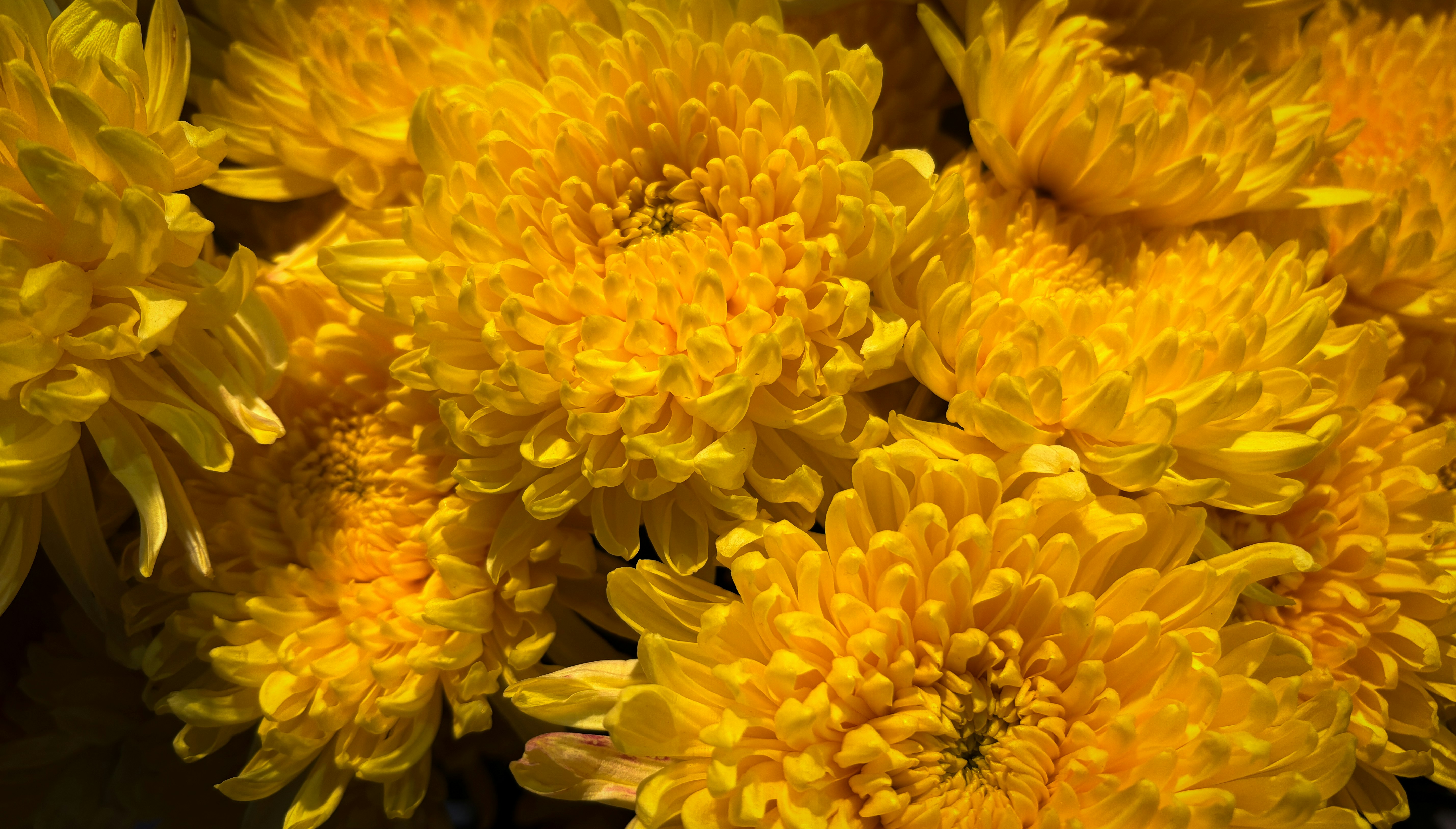 Yellow Chrysanthemums
