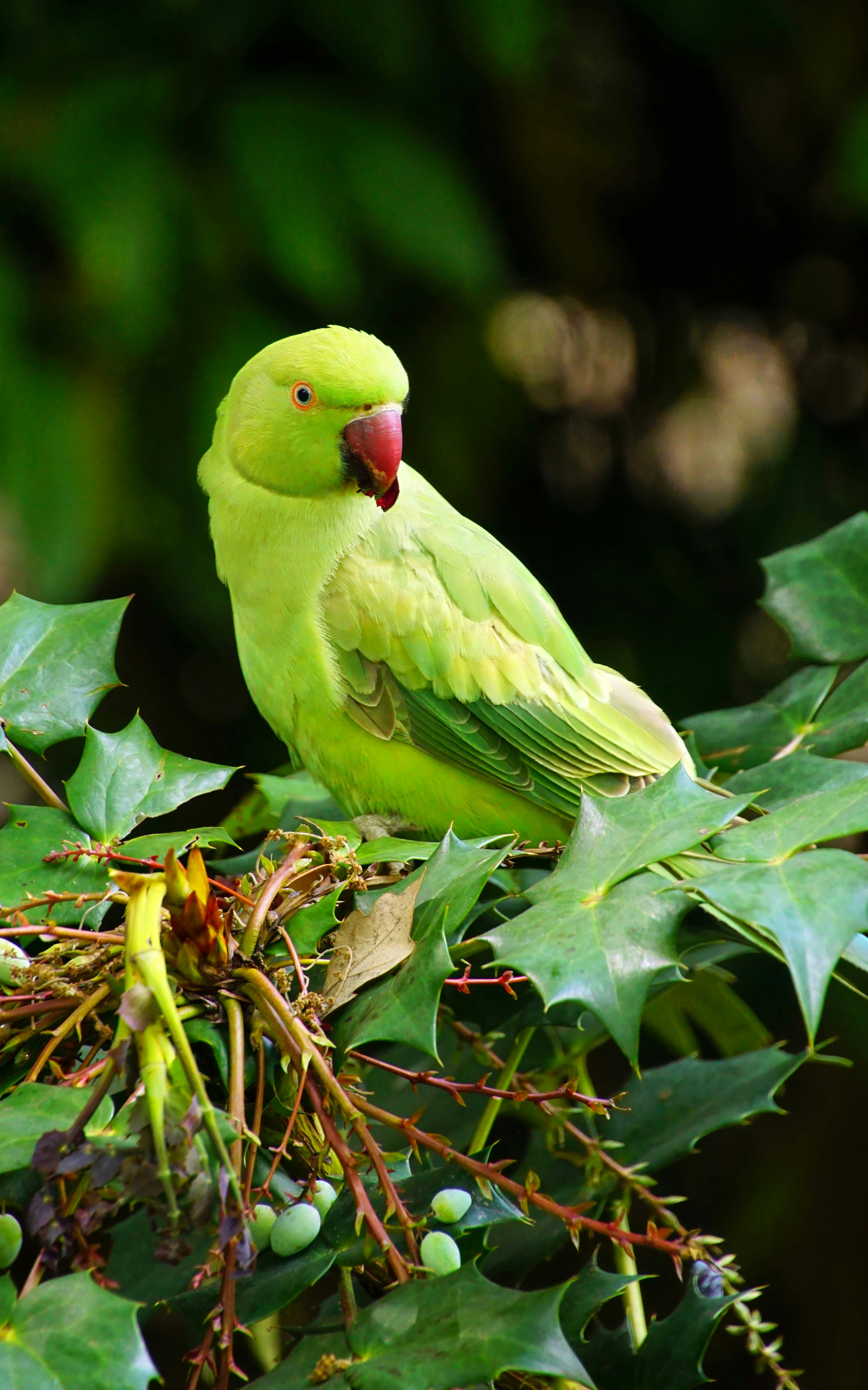 A green London parakeet posing for a photo.