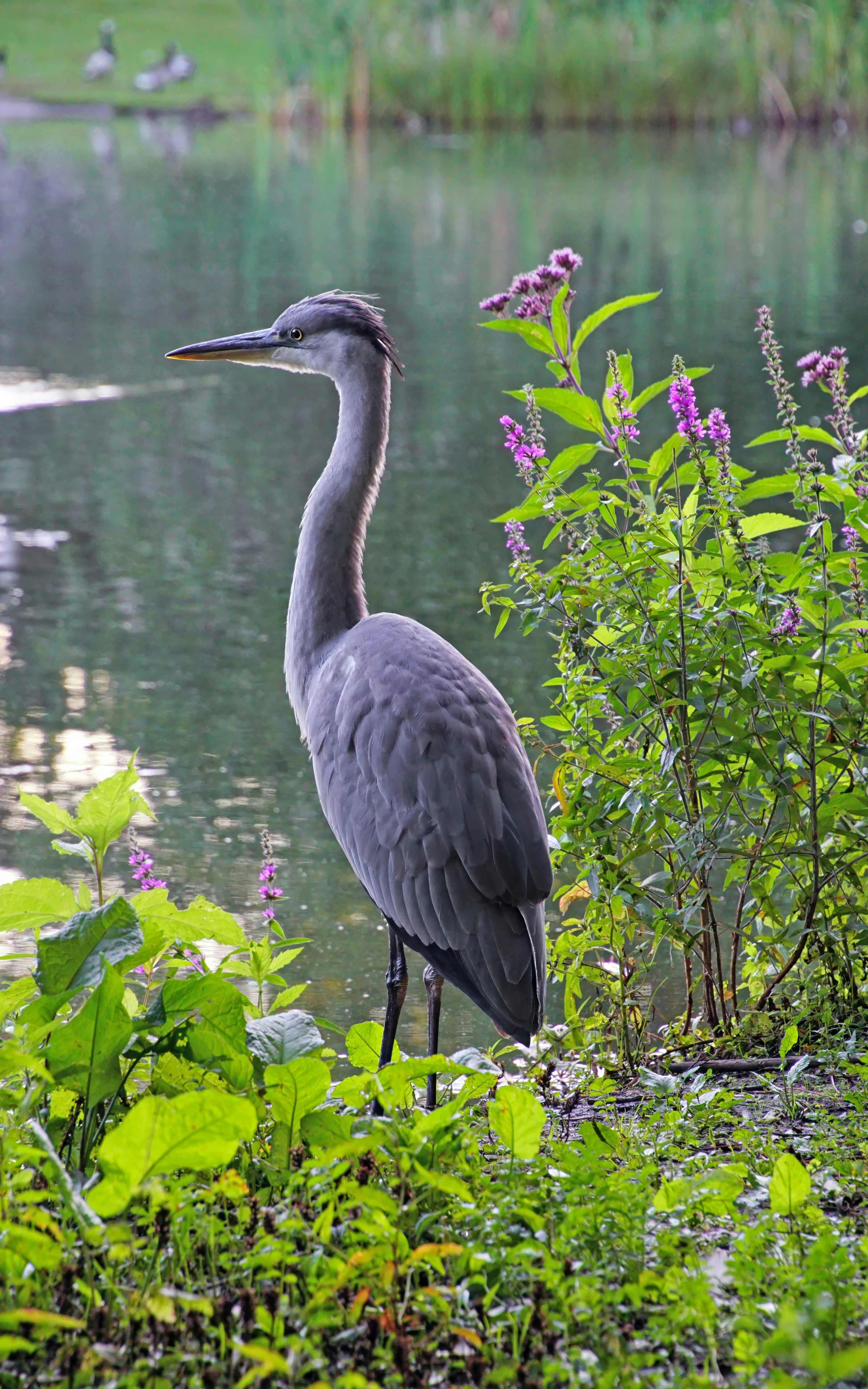 A grey heron surveing its pond in Helsinki, Finland.