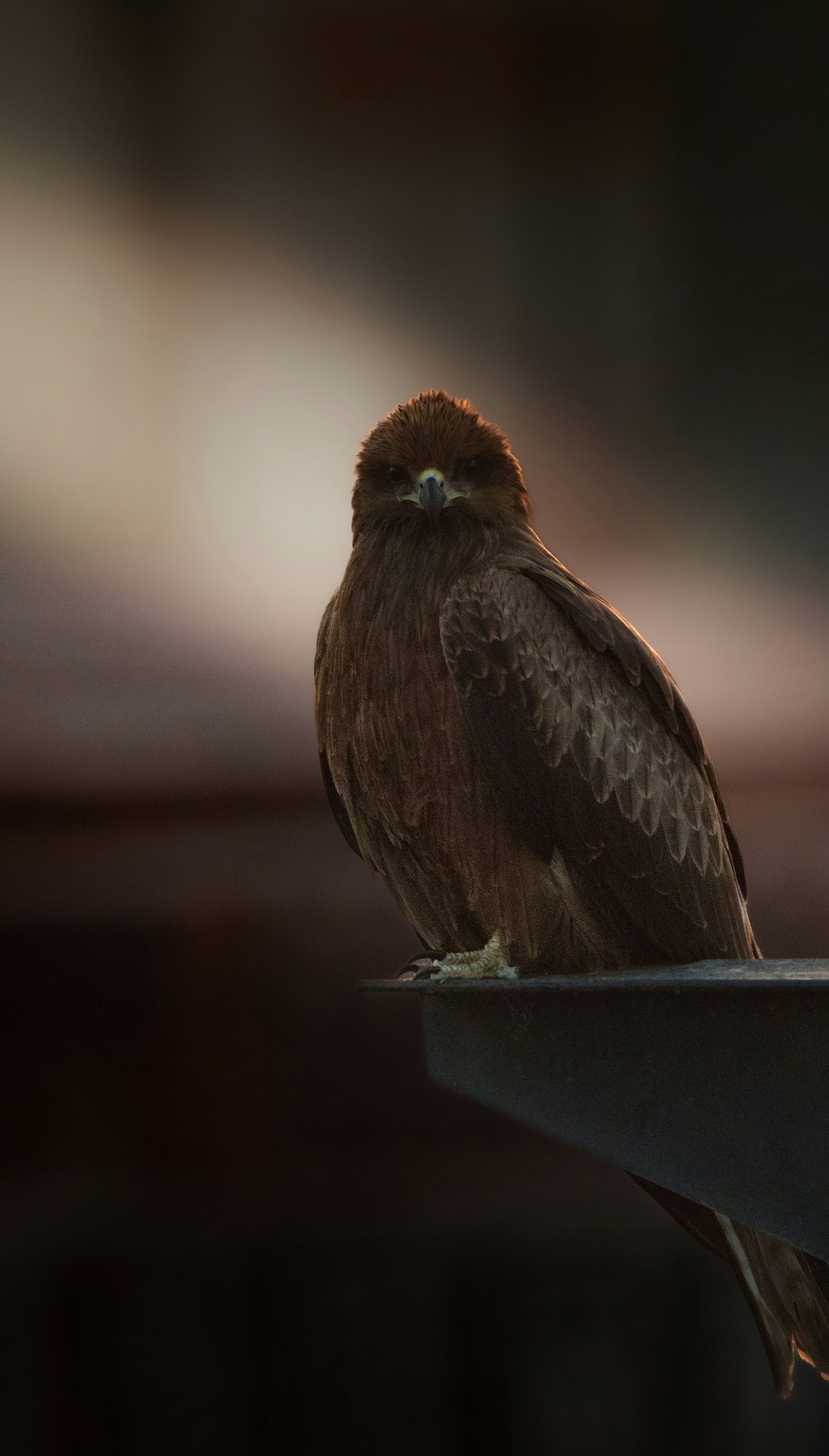 Quiet Gaze on Steel: Brown Hawk Perched on a Rail