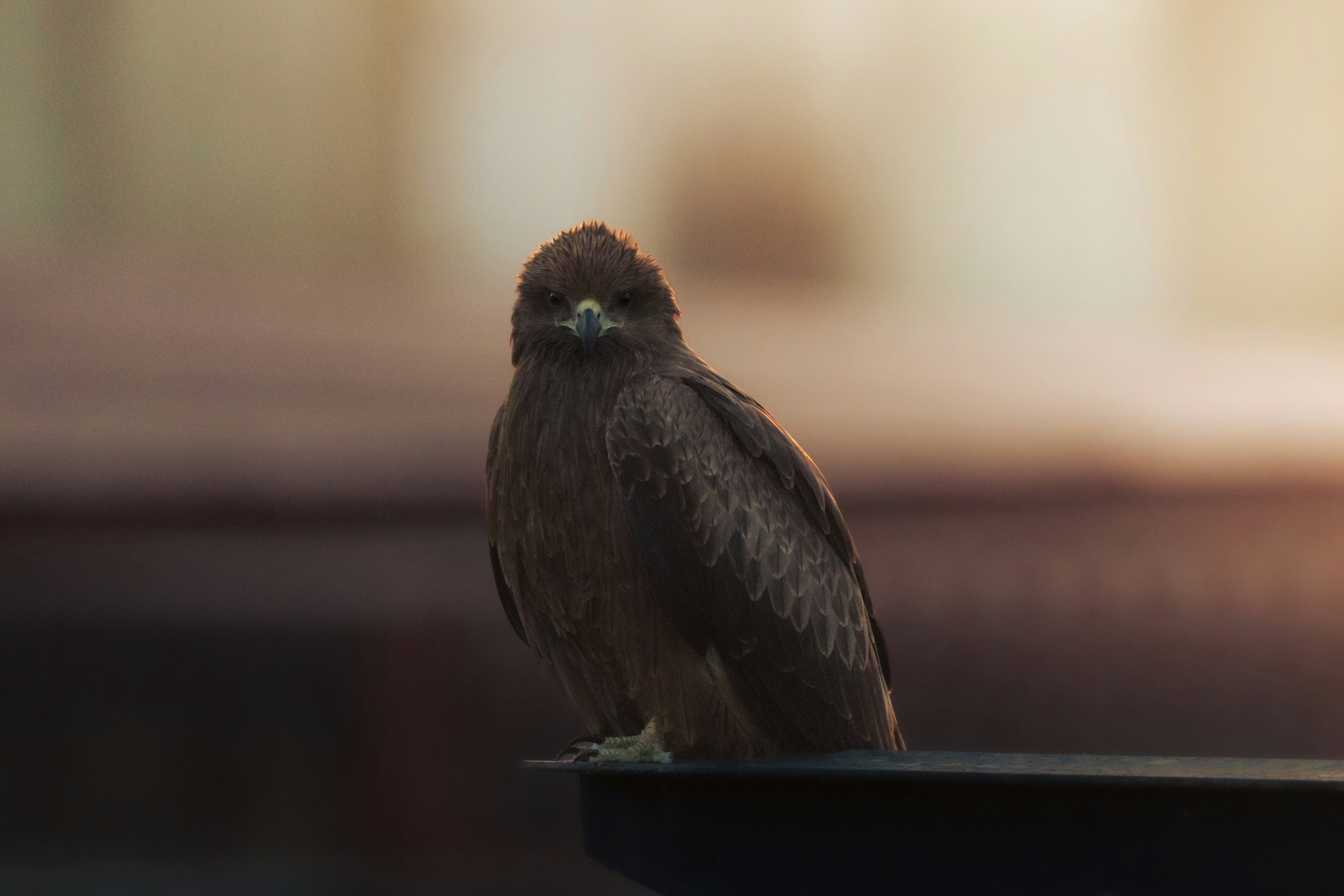 Ledge Sentinel in Twilight Brown