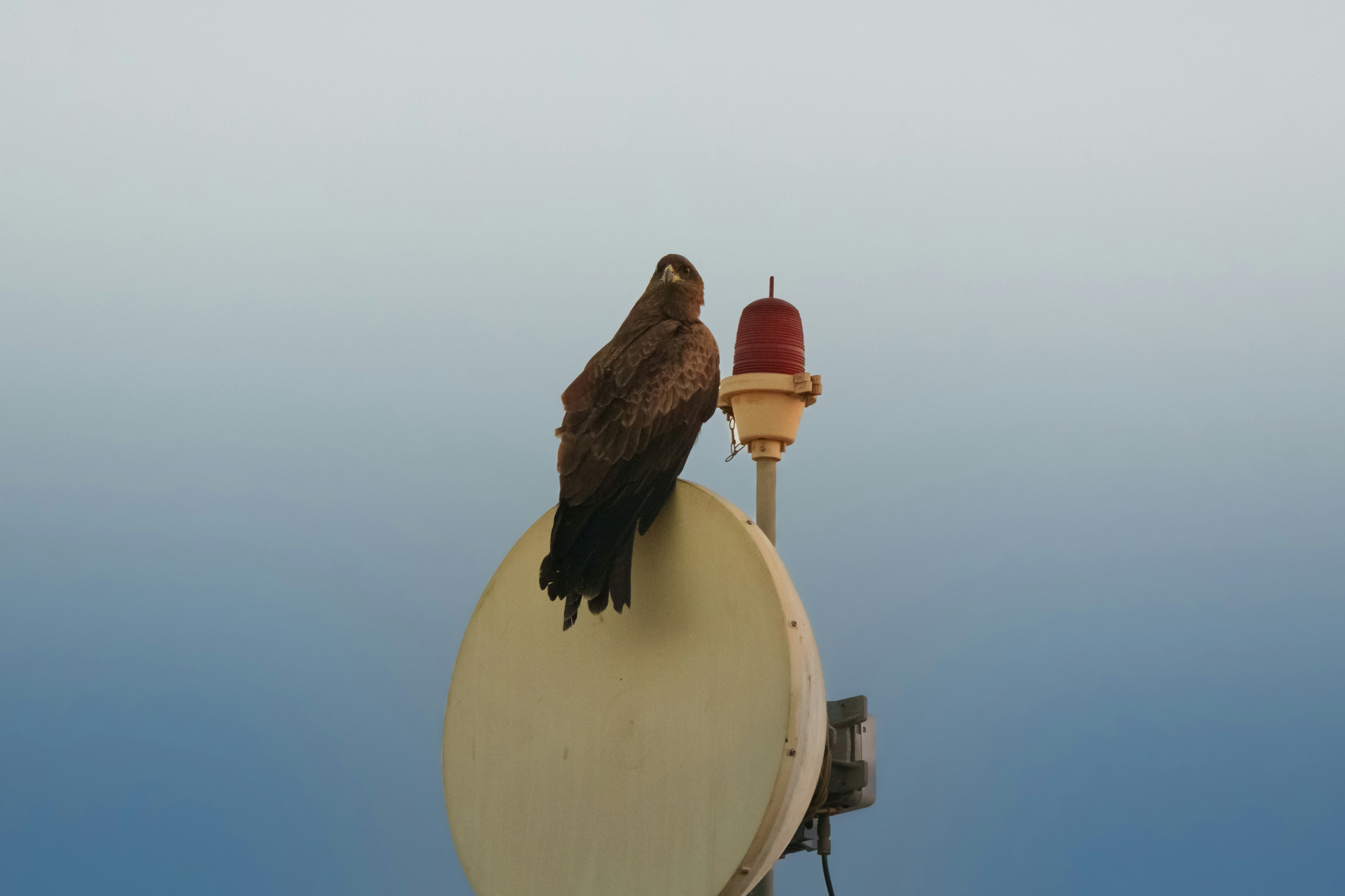 Hawk on a Satellite Dish: Quiet Vigil Under a Gradient Sky