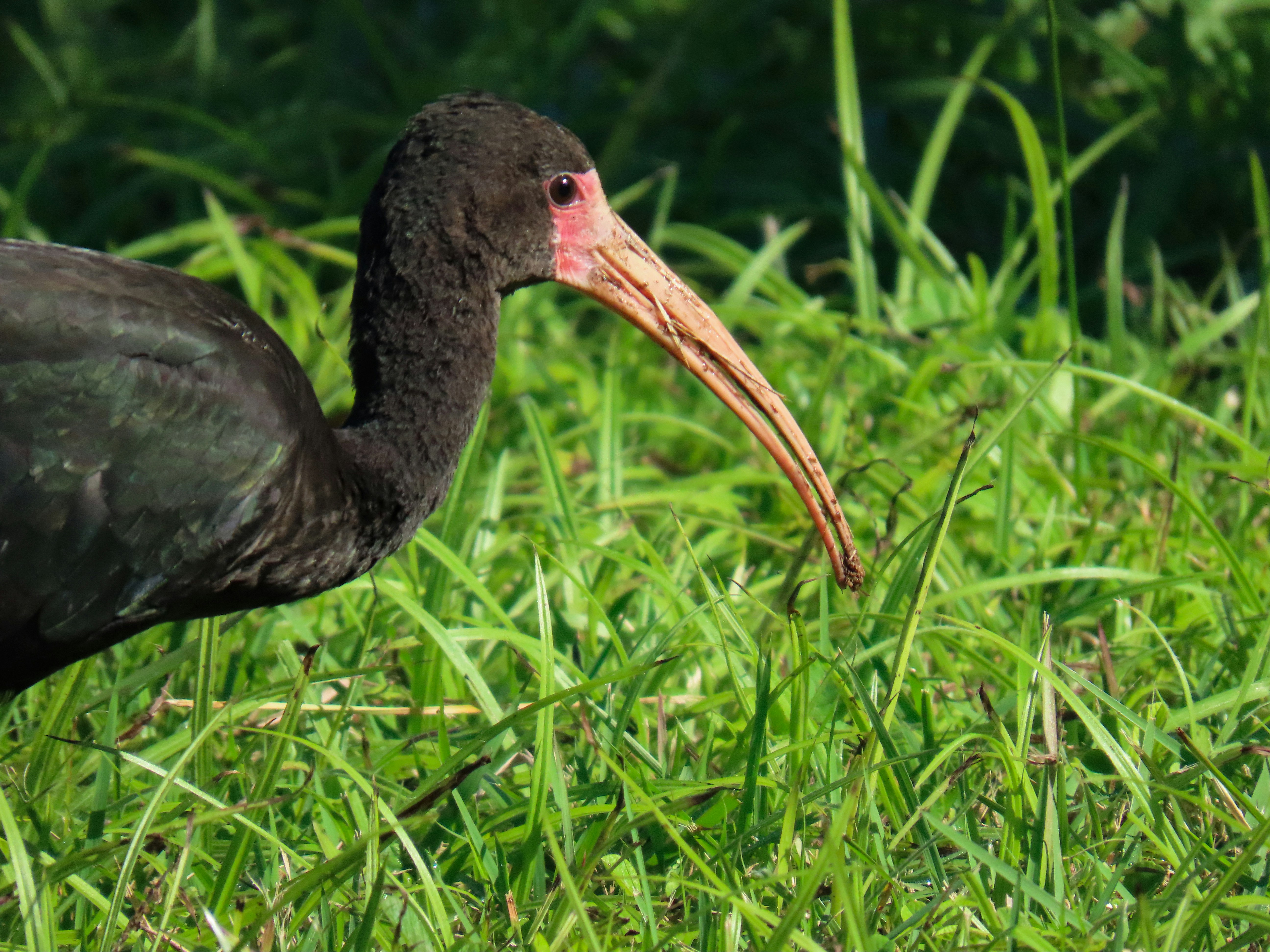 Tapicuru/Bare-faced Ibis (Phimosus infuscatus)