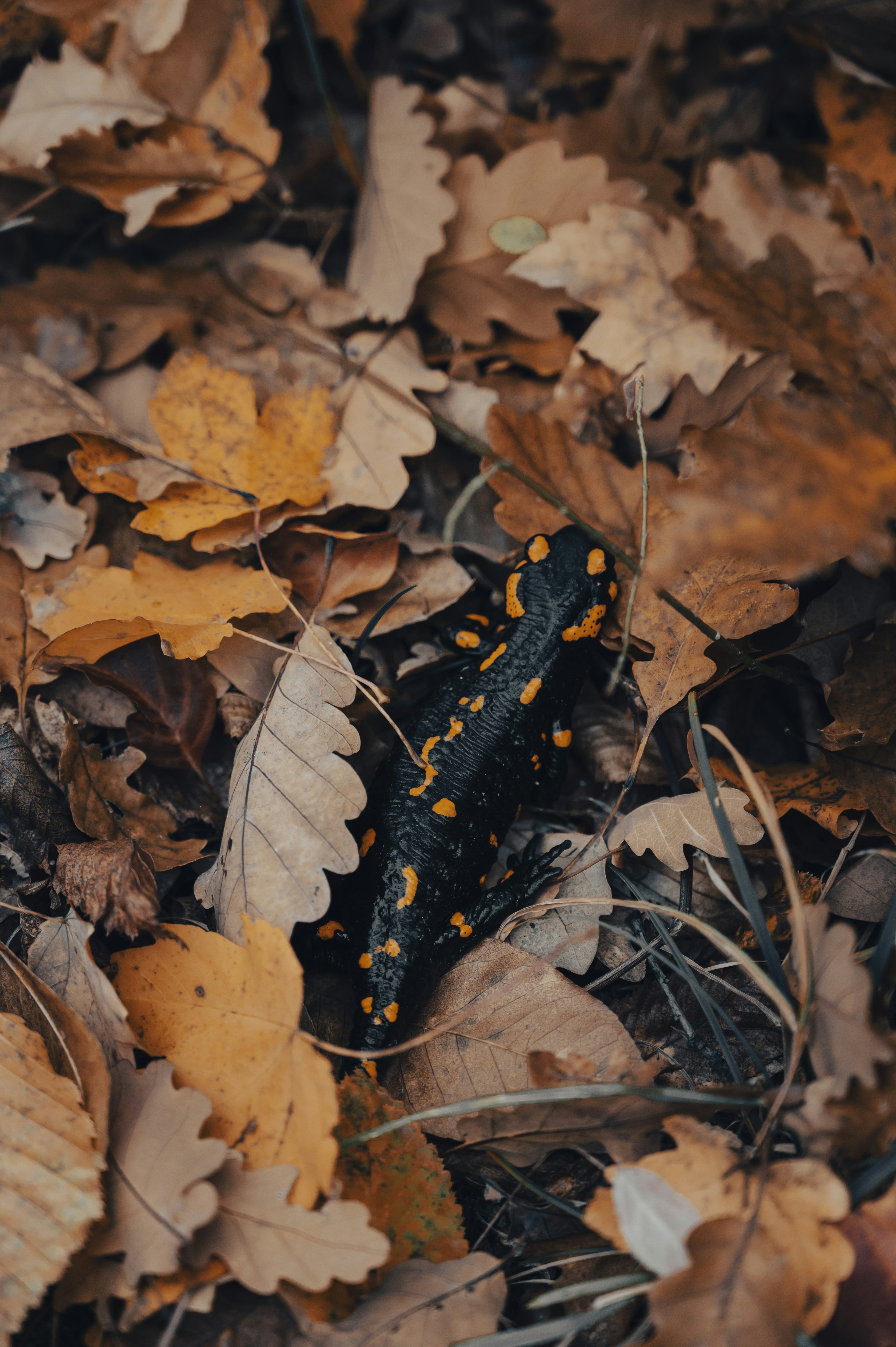 Ember-coated Wanderer: a fire salamander threads through autumn leaves