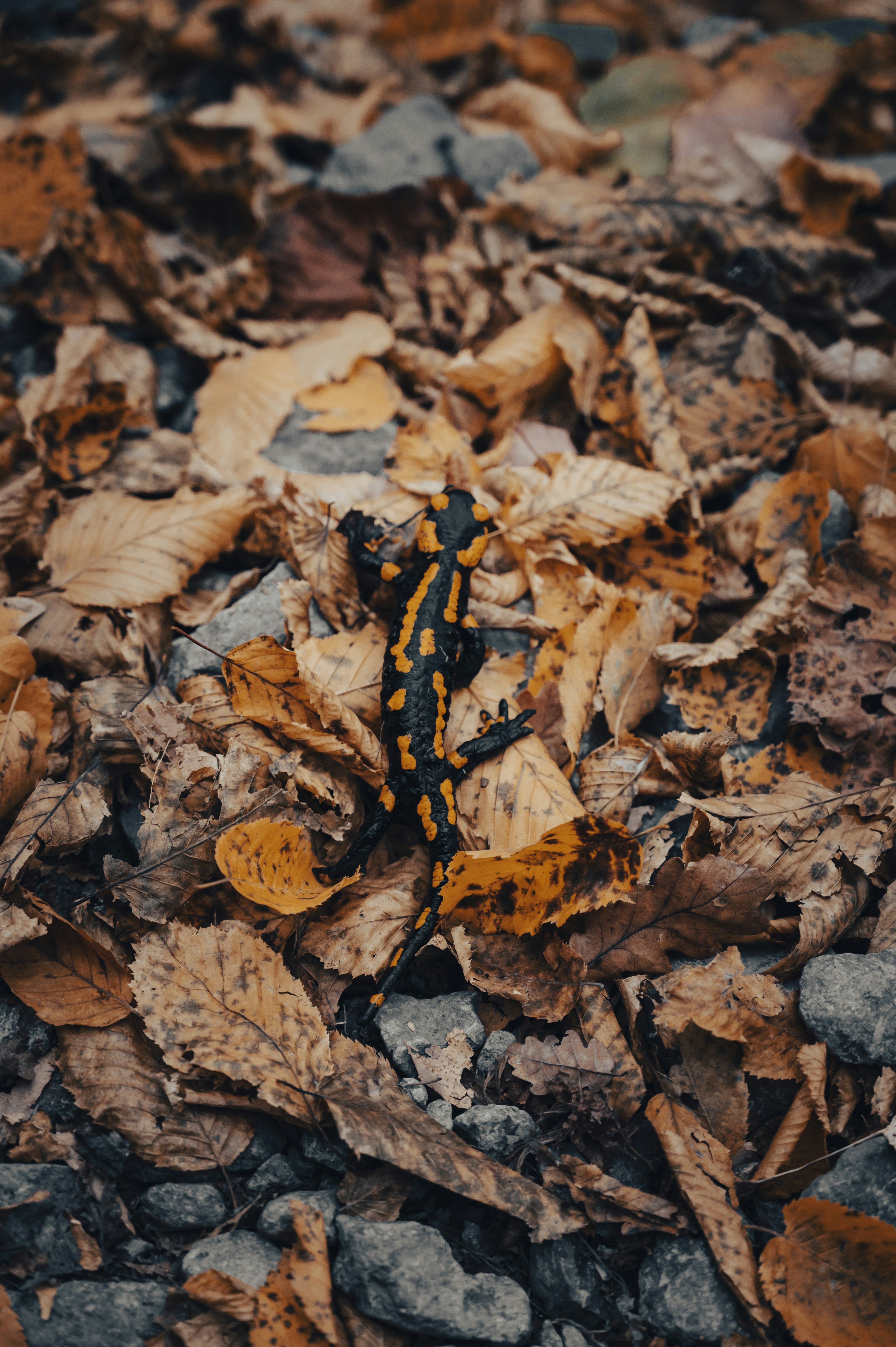 Ember-Stripes Crawling Through Autumn Leaf Litter