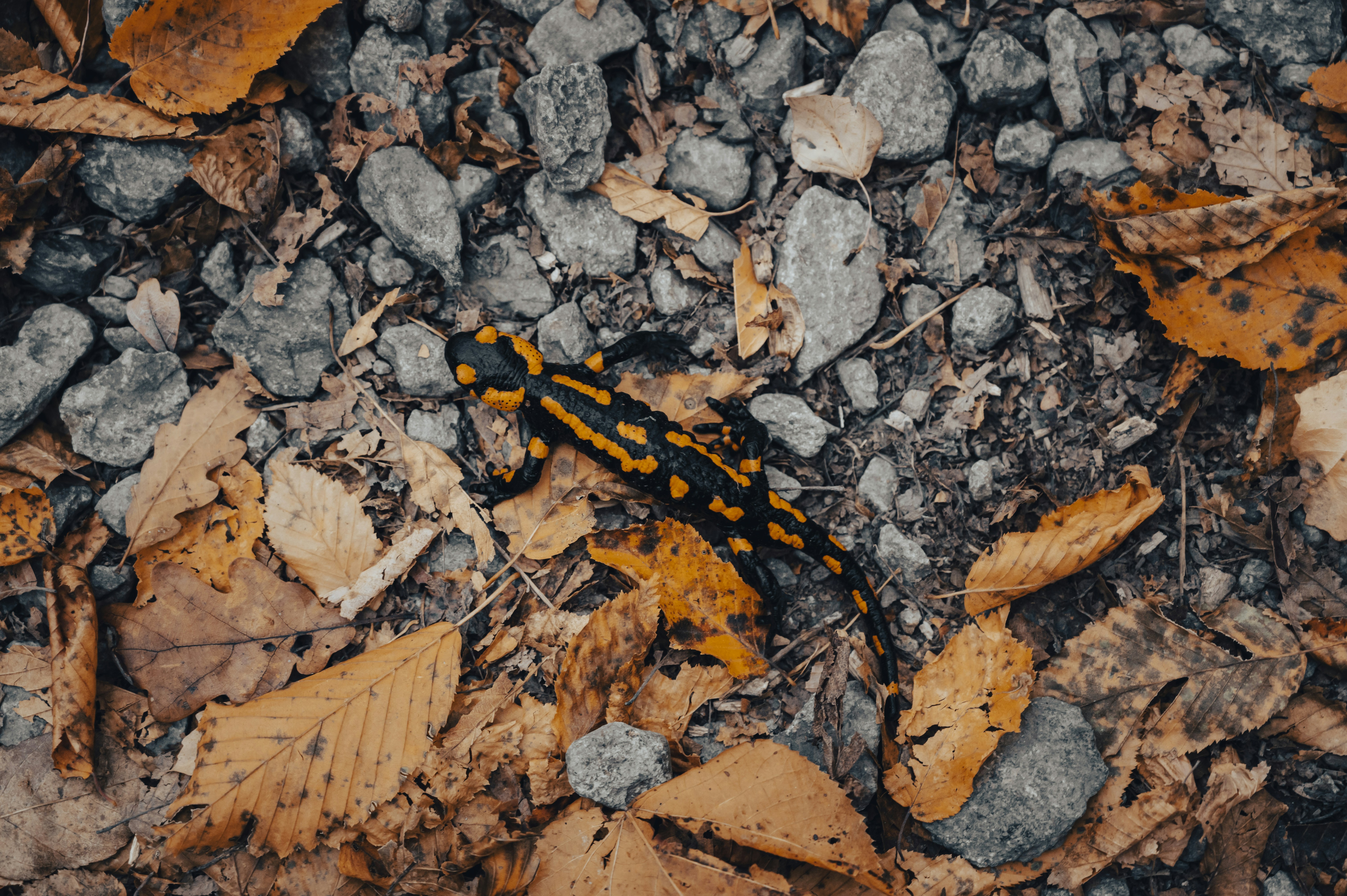 A black-and-orange salamander camouflaged among autumn leaves on the forest floor.