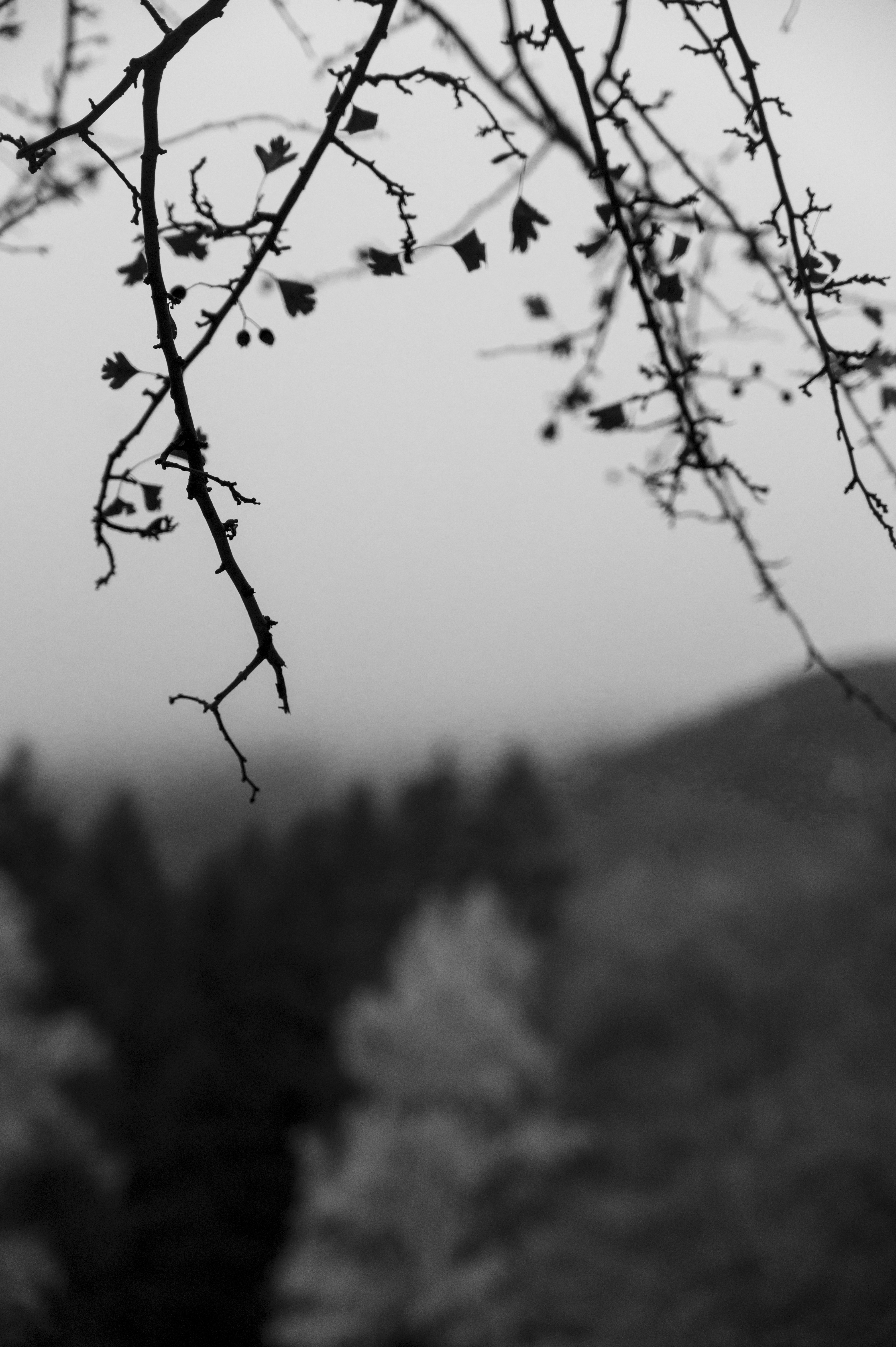Moody black and white tree branches