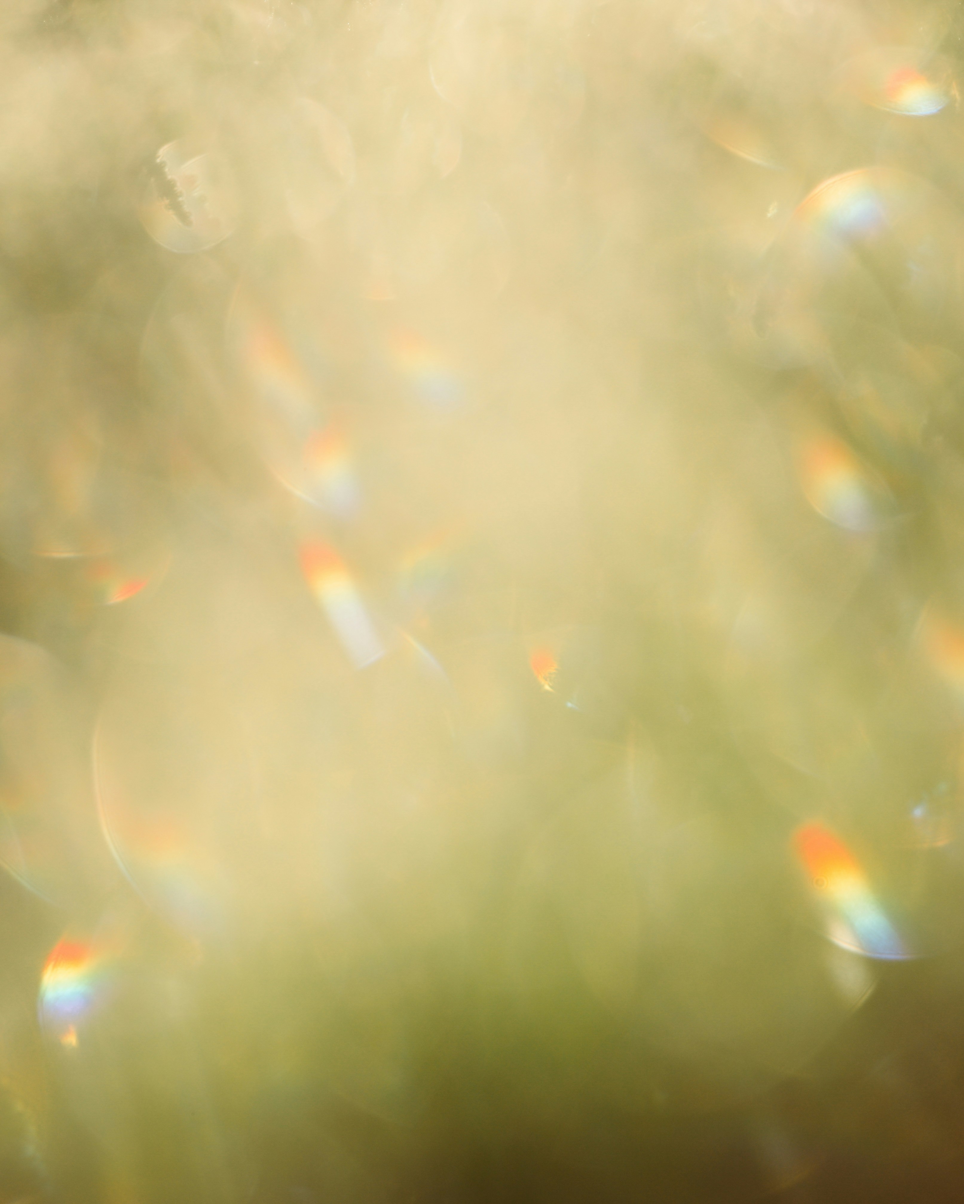 Prismatic Dawn Over Grass: A Quiet Field of Rainbow Bokeh