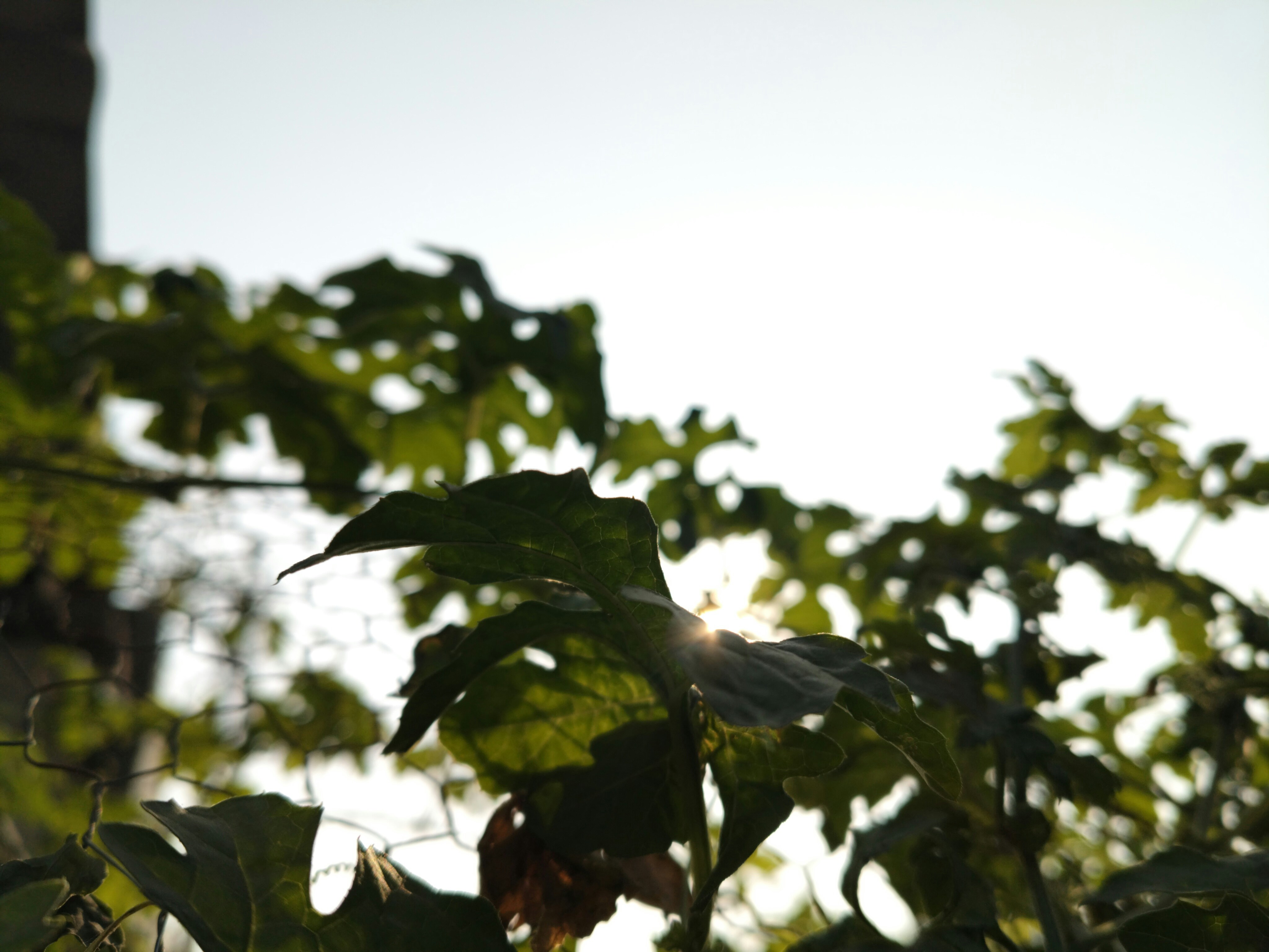 Soft sunlight shining through green leaves creates a peaceful and natural atmosphere. This image captures the beauty of nature with a cinematic feel and warm lighting. Ideal for themes like morning vibes, sustainability, hope, environment, calm moments, and natural harmony. Perfect for wallpapers, nature blogs, environmental projects, and relaxation concepts.