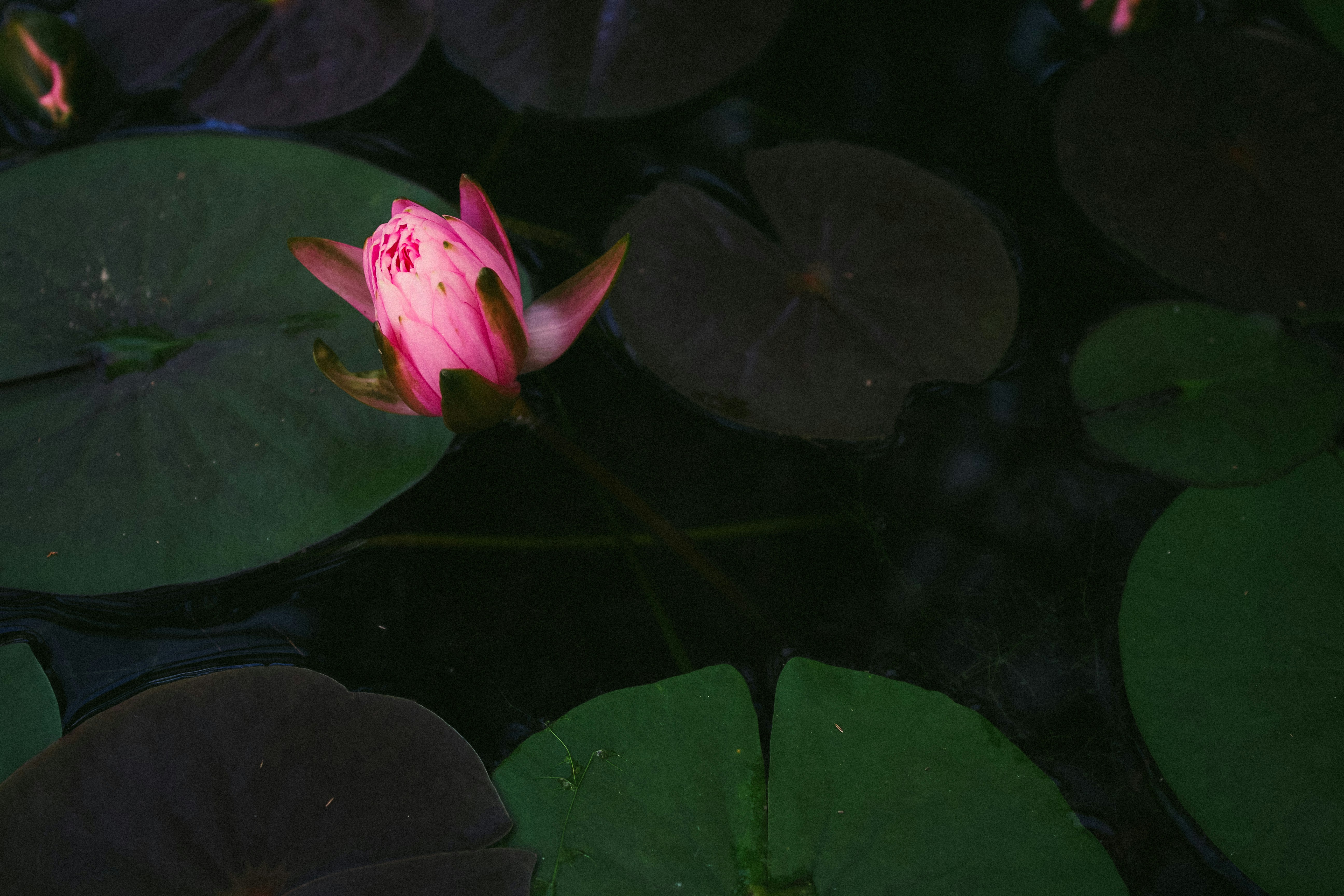 Photo by Anna Gelibterman with Canon EOS 550D