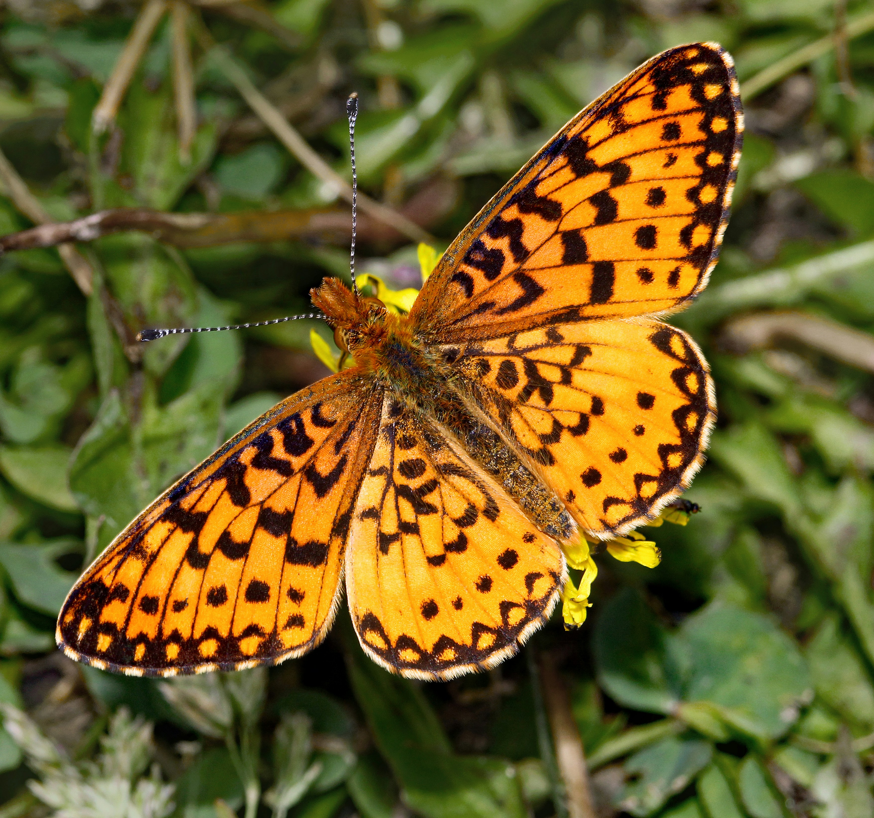 Winged Lace in Sunlight: A Fritillary on Green
