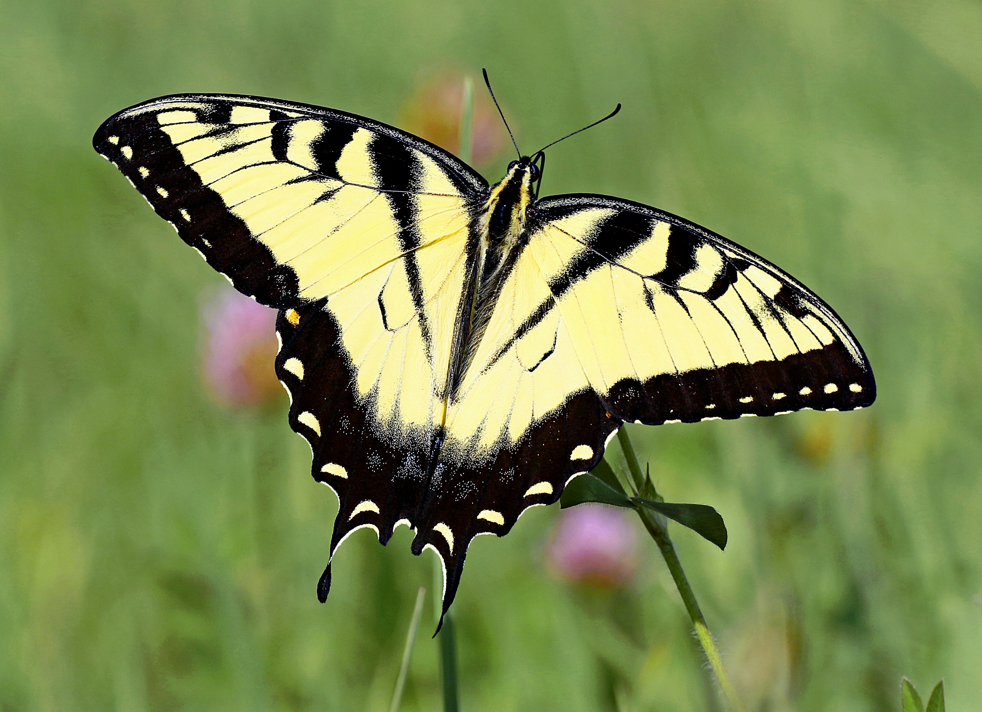 Eastern Tiger Swallowtail (Papilio glaucus) male Ice Age National Scientific Reserve Unit, Baraboo, WI, USA taken: 7/31/2017, image no: 696aaa2025