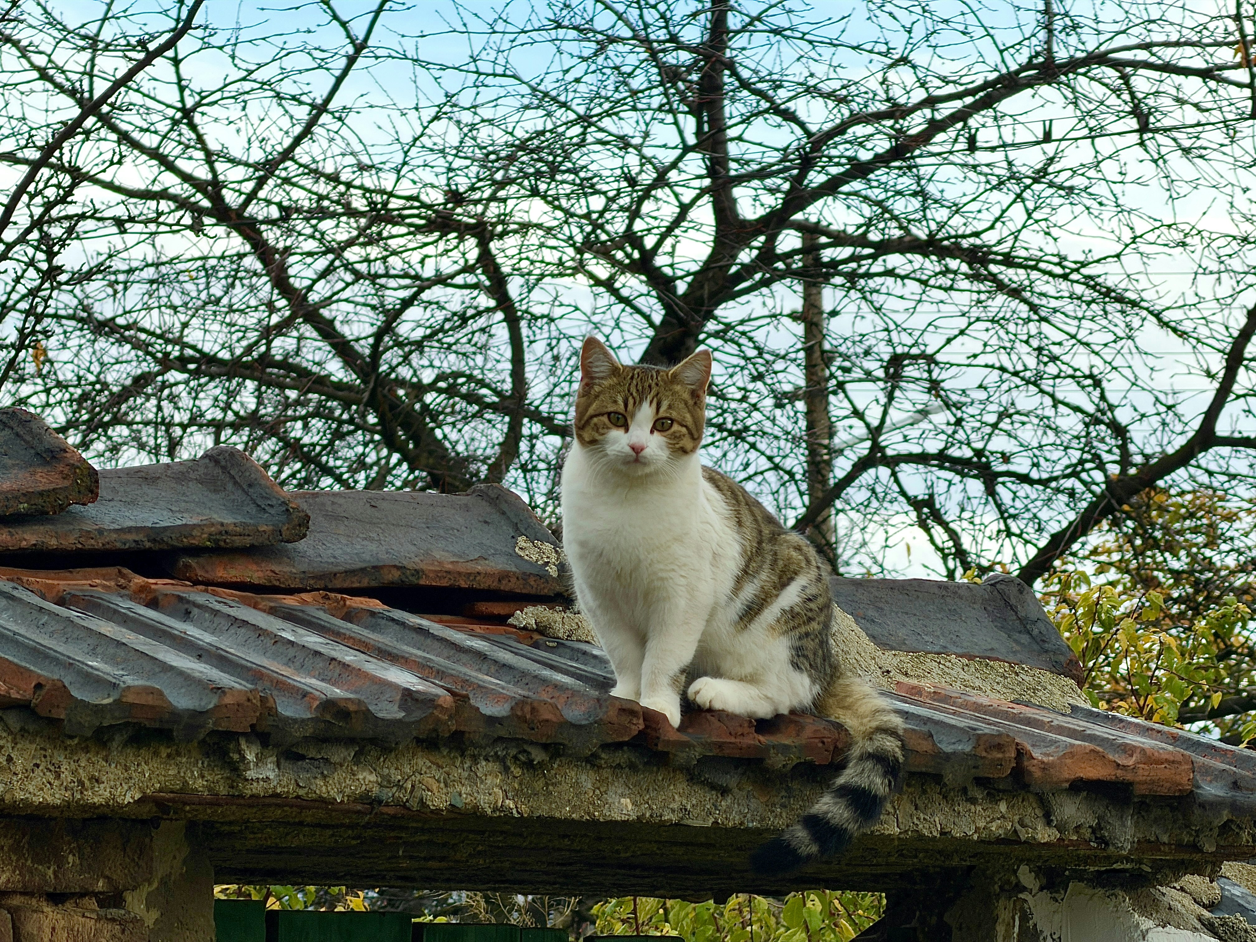 Ridgewalker: A Rooftop Cat Under Bare Branches