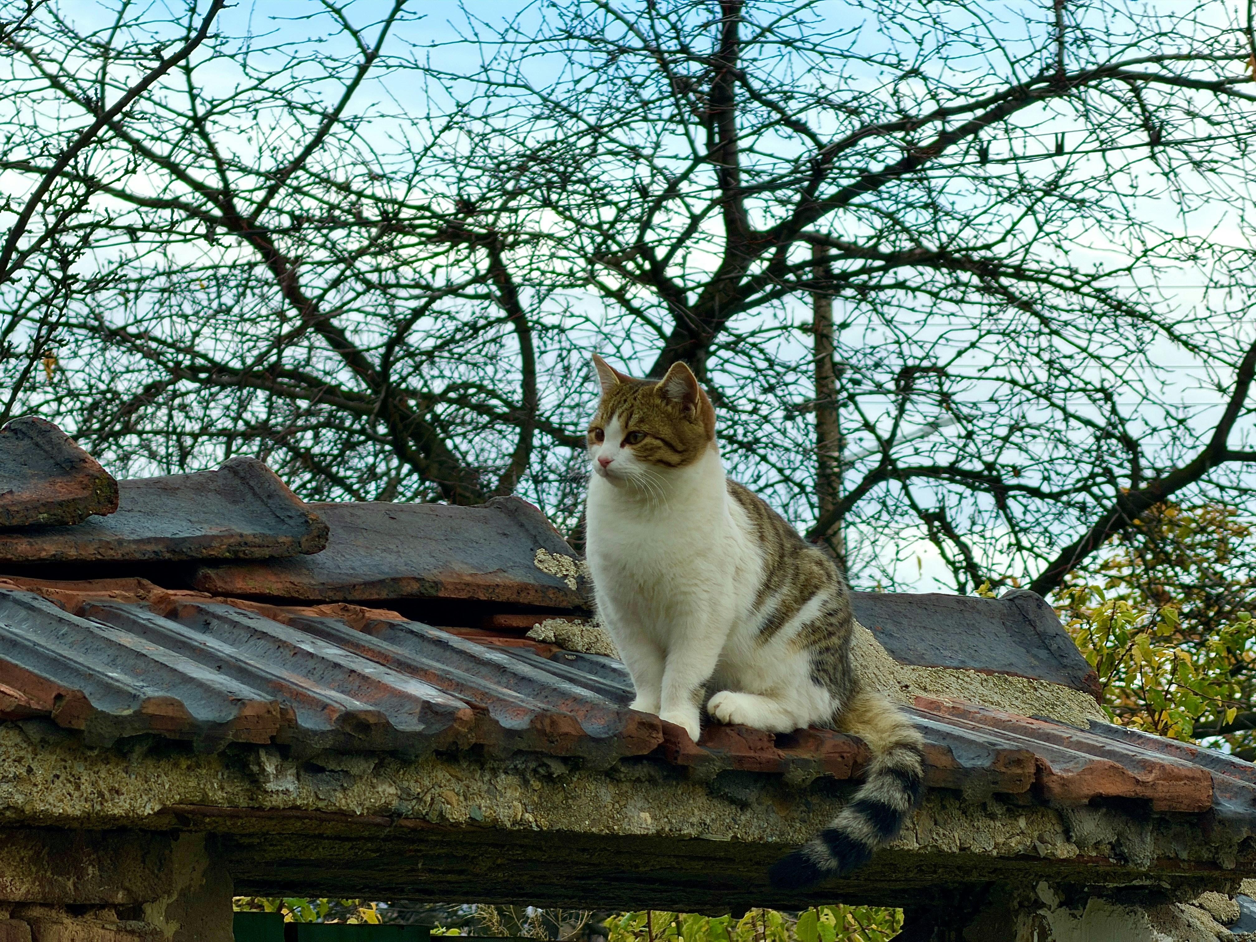 Rooftop Sentinel: A tabby surveys the quiet neighborhood from weathered tiles