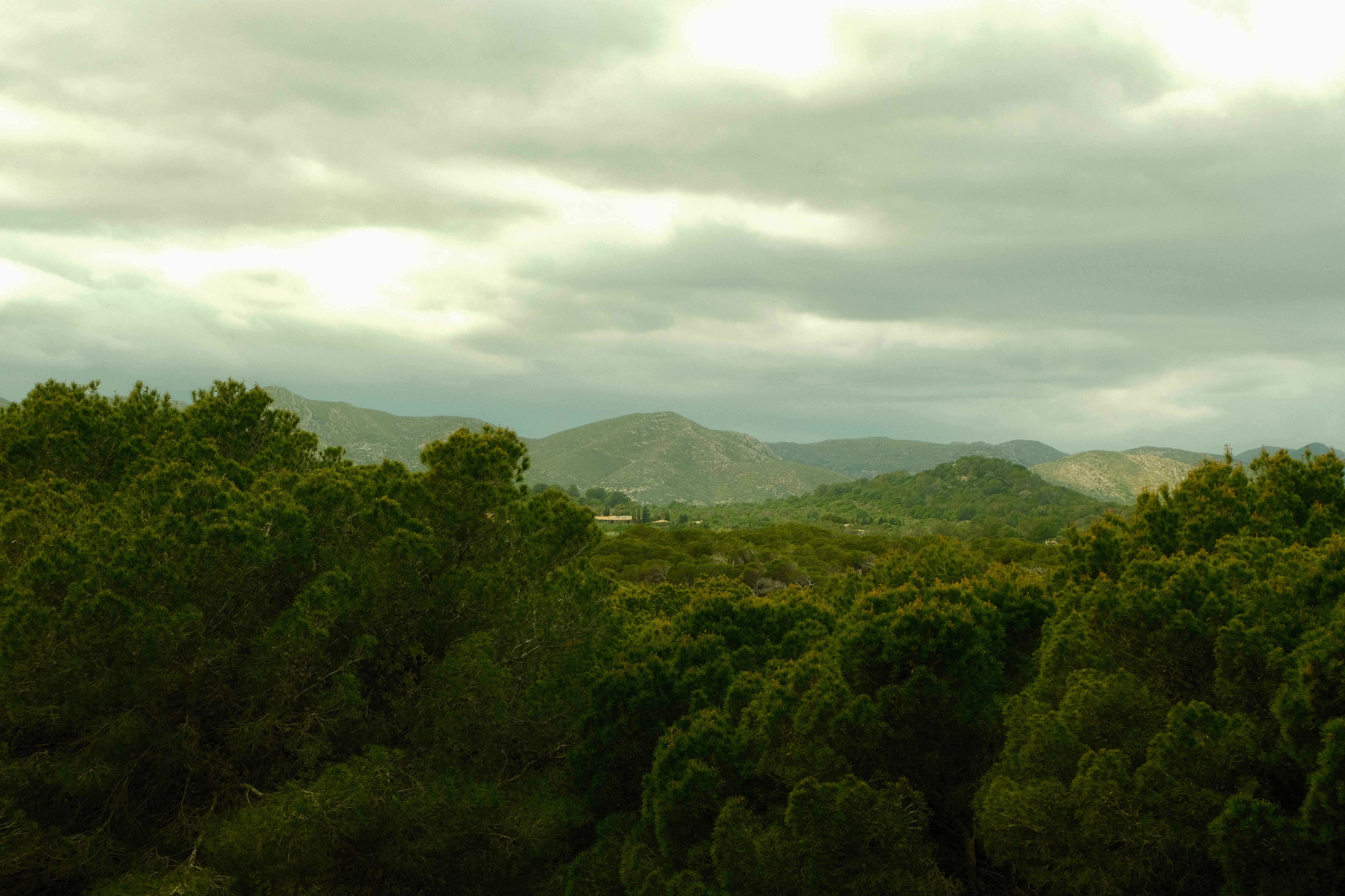 Horizon Ridge: Pines Framing a Distant Mountain Under Clouded Skies
