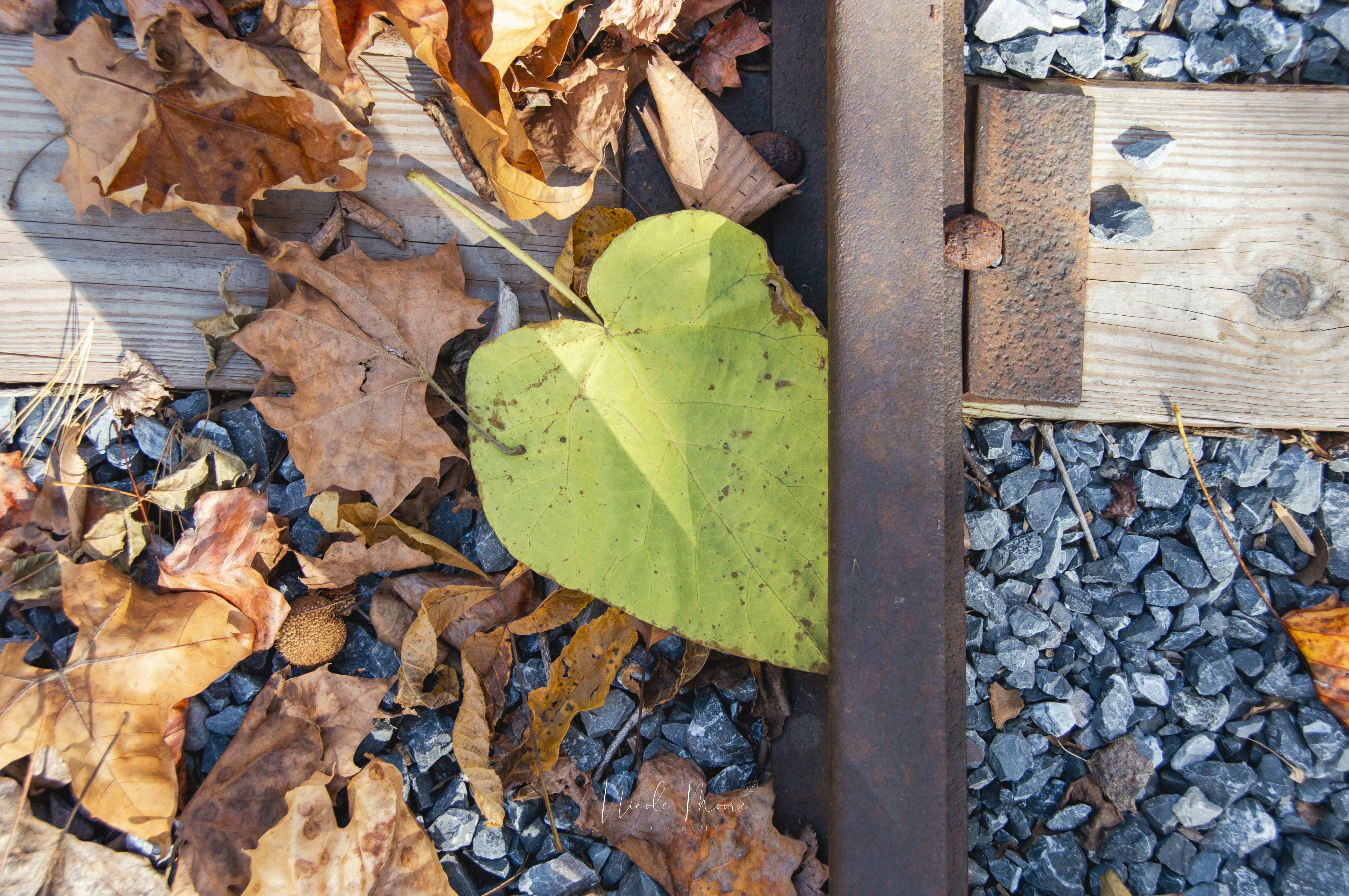 Emerald Heart on Winter Rails: Autumn's Quiet Intersection