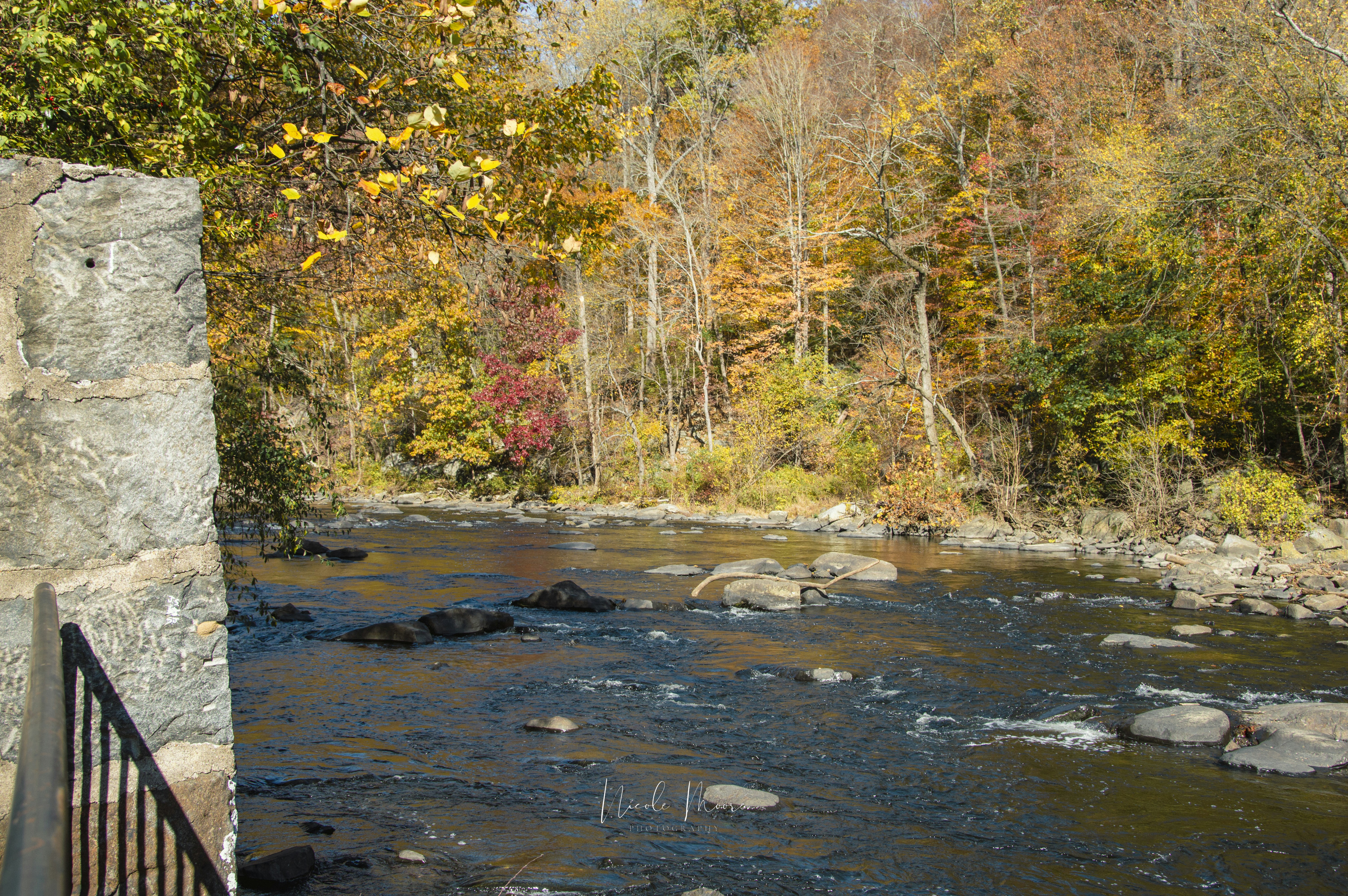 Autumn River Corridor: Golden Trees Framing a Quiet Flow
