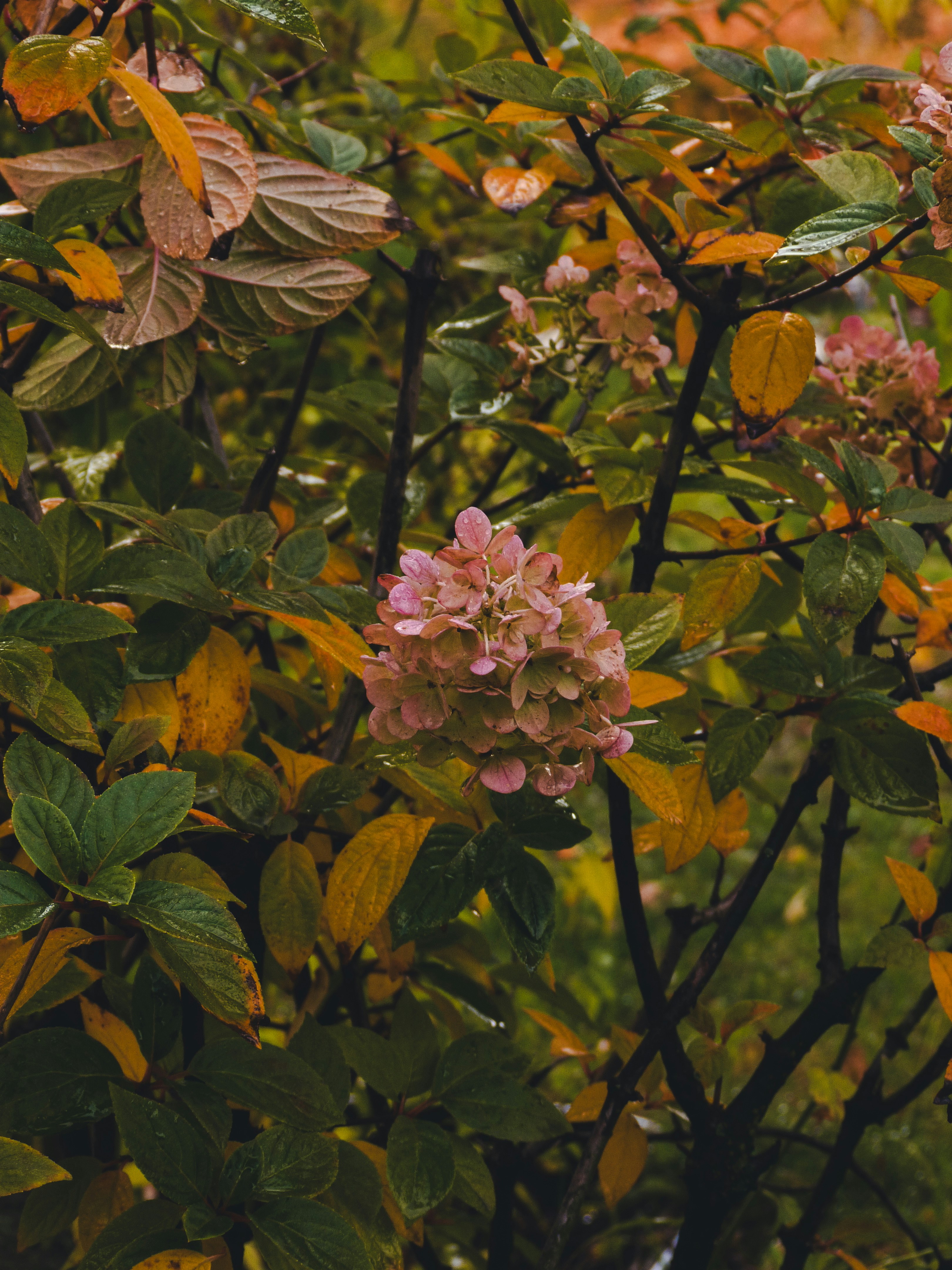 Photo by Ekaterina Suleymanova with Panasonic Lumix FZ45