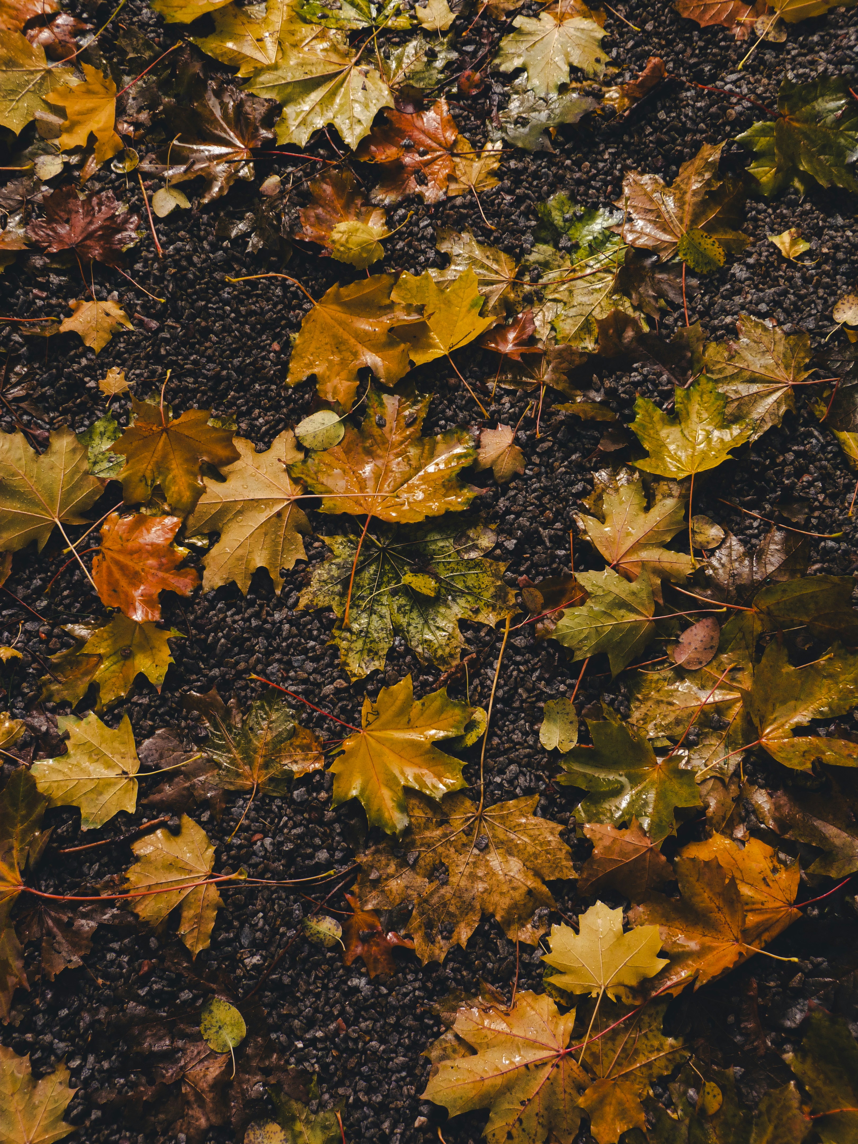 Photo by Ekaterina Suleymanova with Panasonic Lumix FZ45