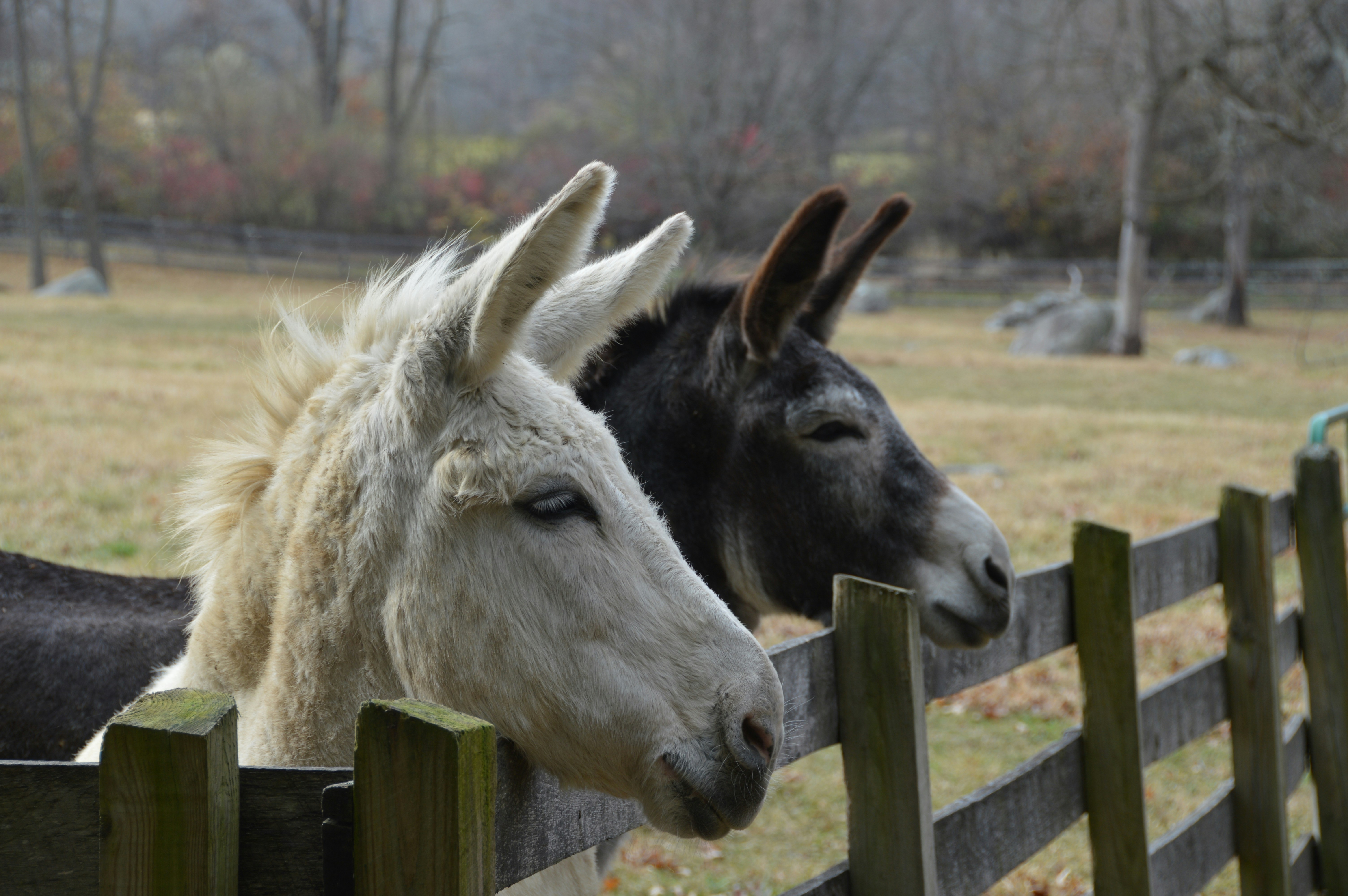 Two Donkeys at the Fence: A Quiet Autumn Moment