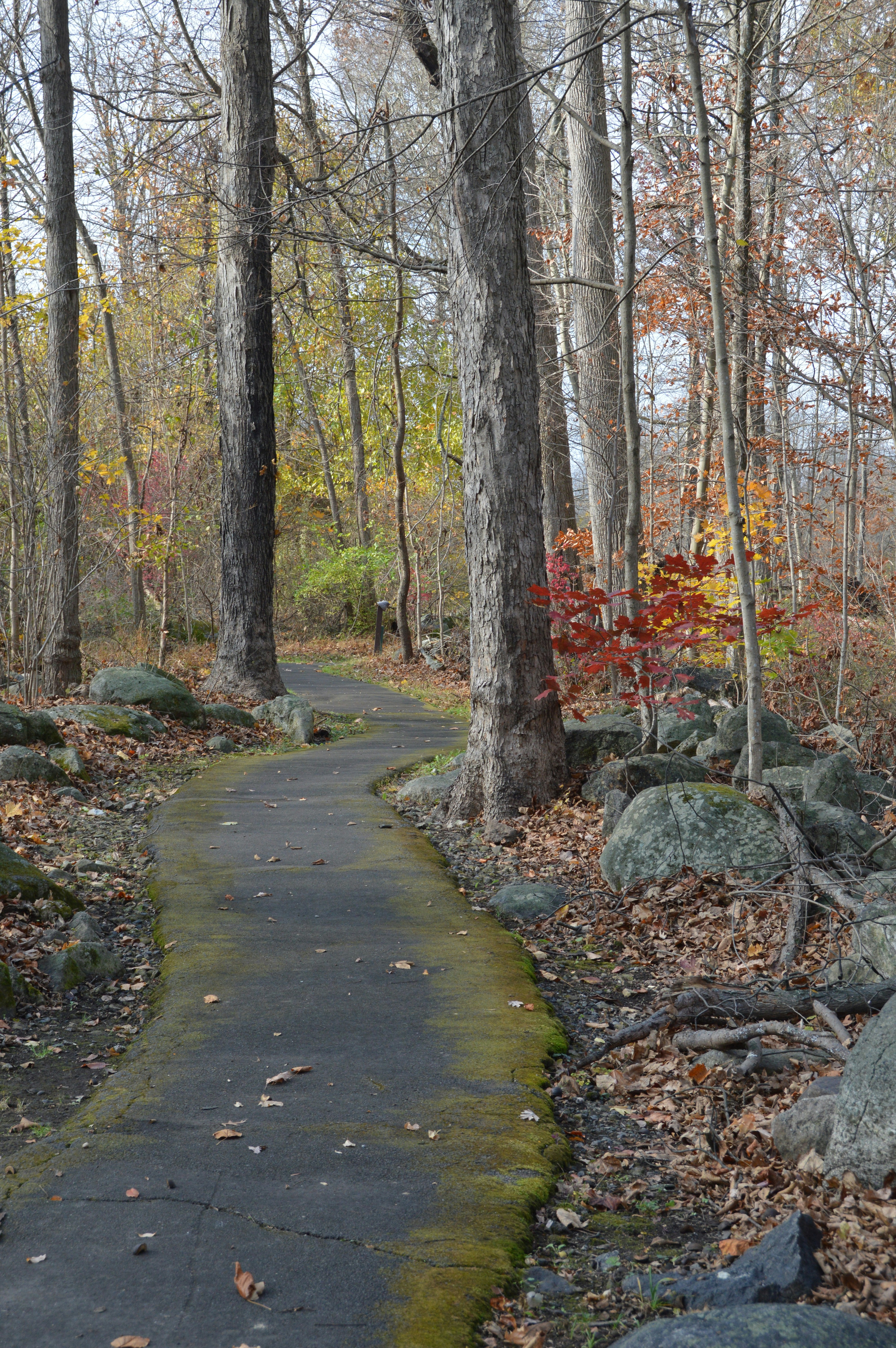 Autumn Carpet: A Quiet Forest Path Winding Through Mossy Stones