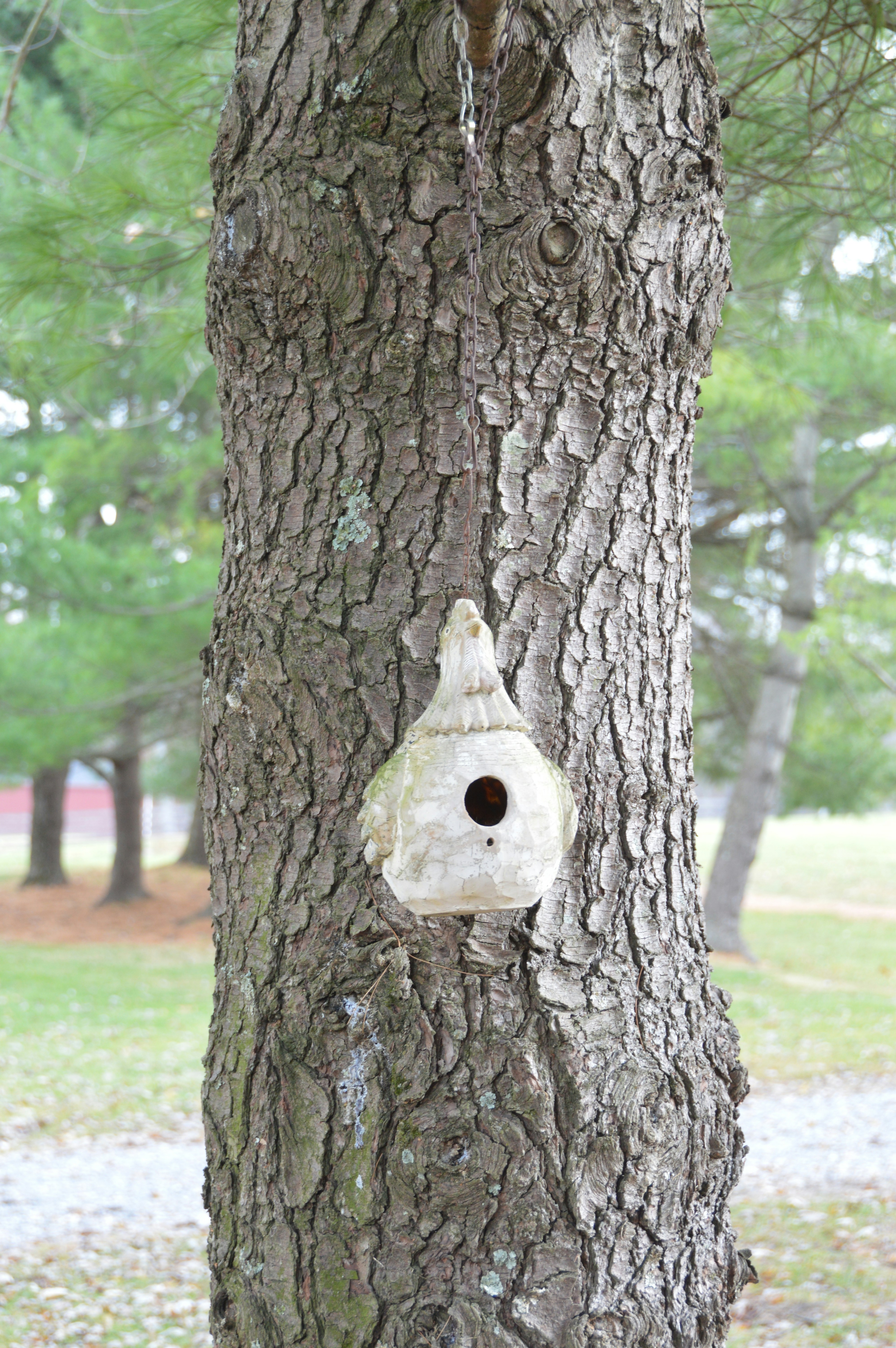 Carved in Bark: A Tiny Birdhouse Clinging to a Gnarled Pine Trunk