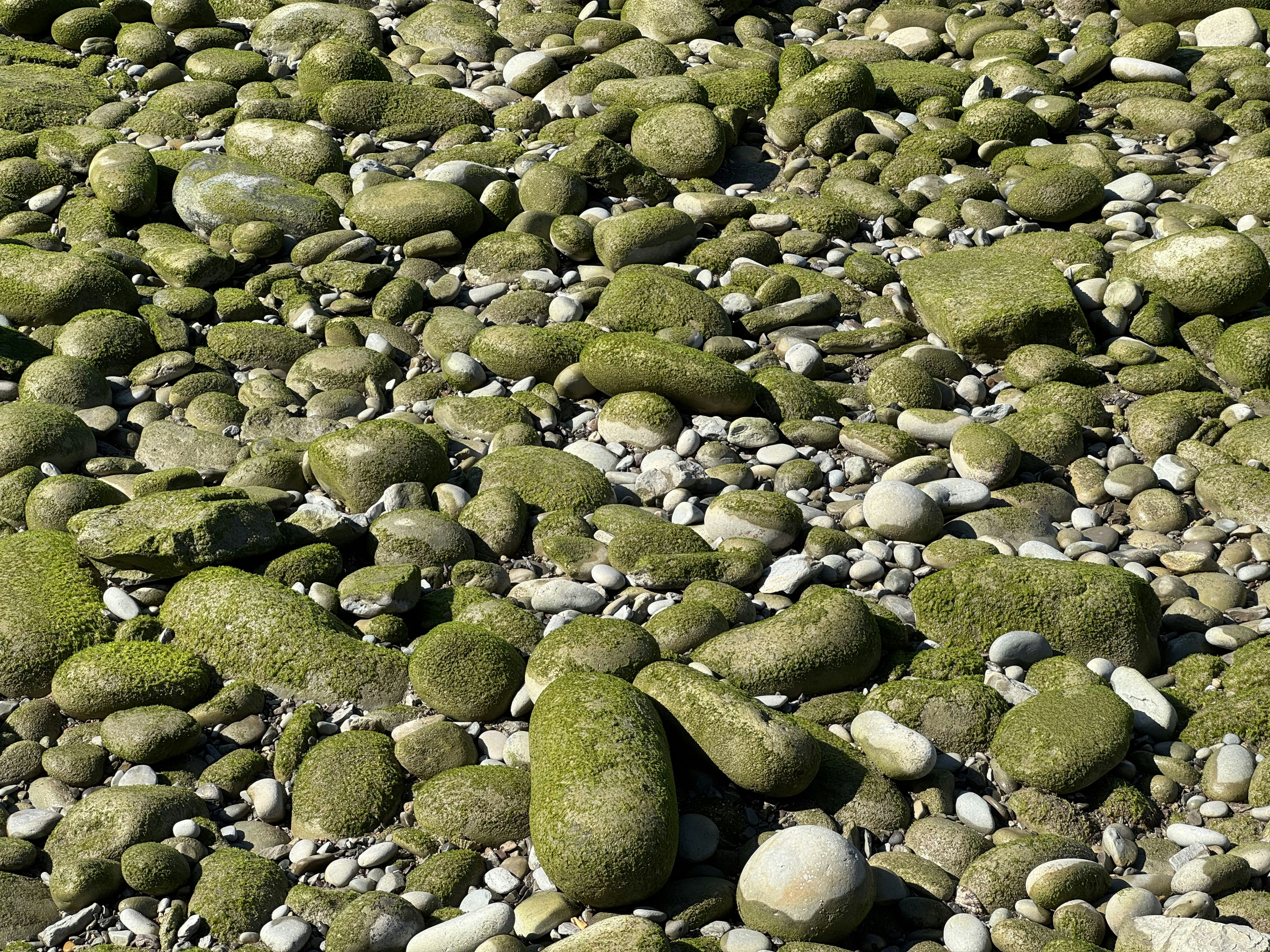 Moss-Cloaked Pebbles: A Sunlit Mosaic of Sea-Worn Stones