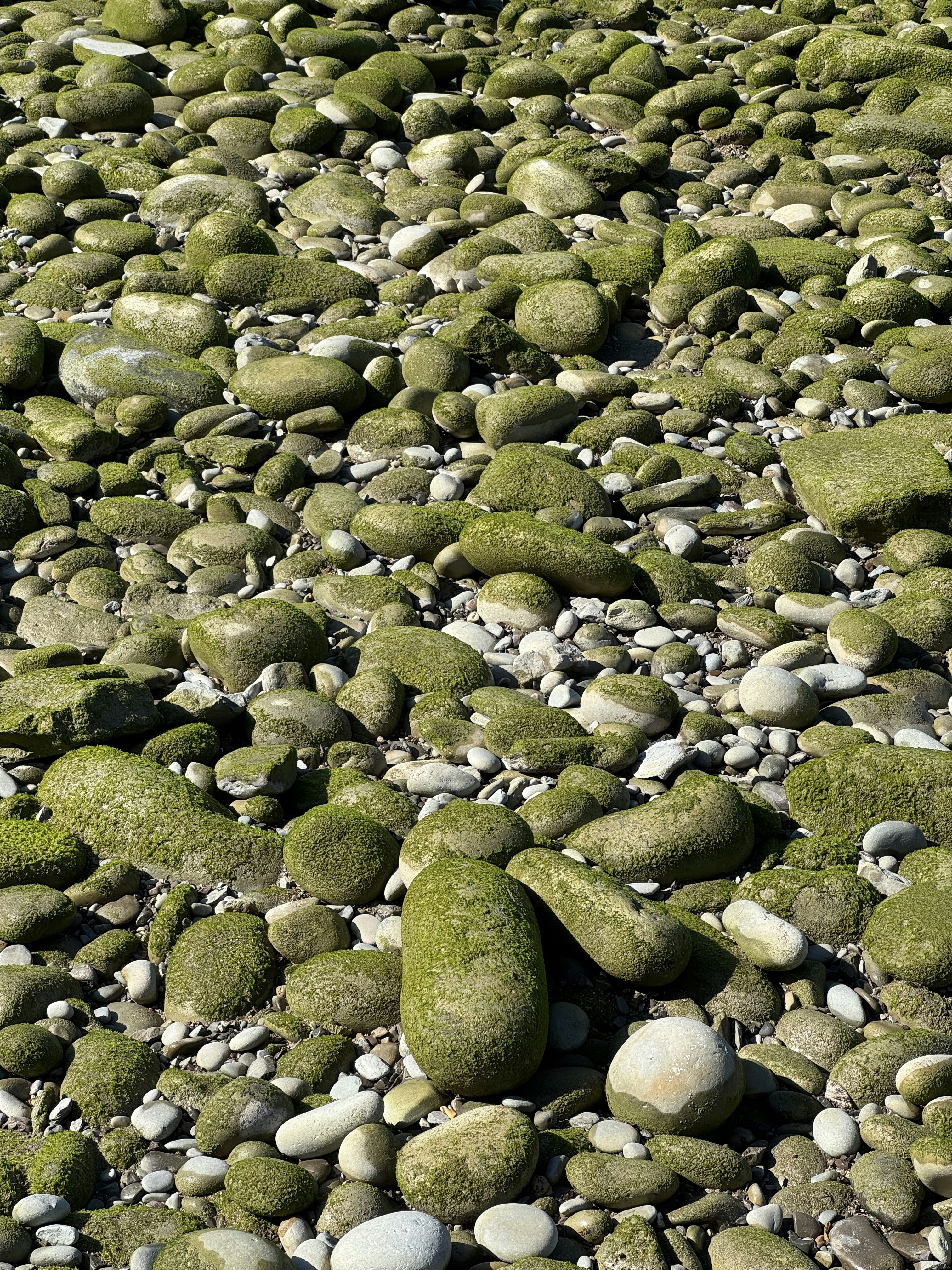 Velvet-green Pebbles Carpet the Mossy Shore