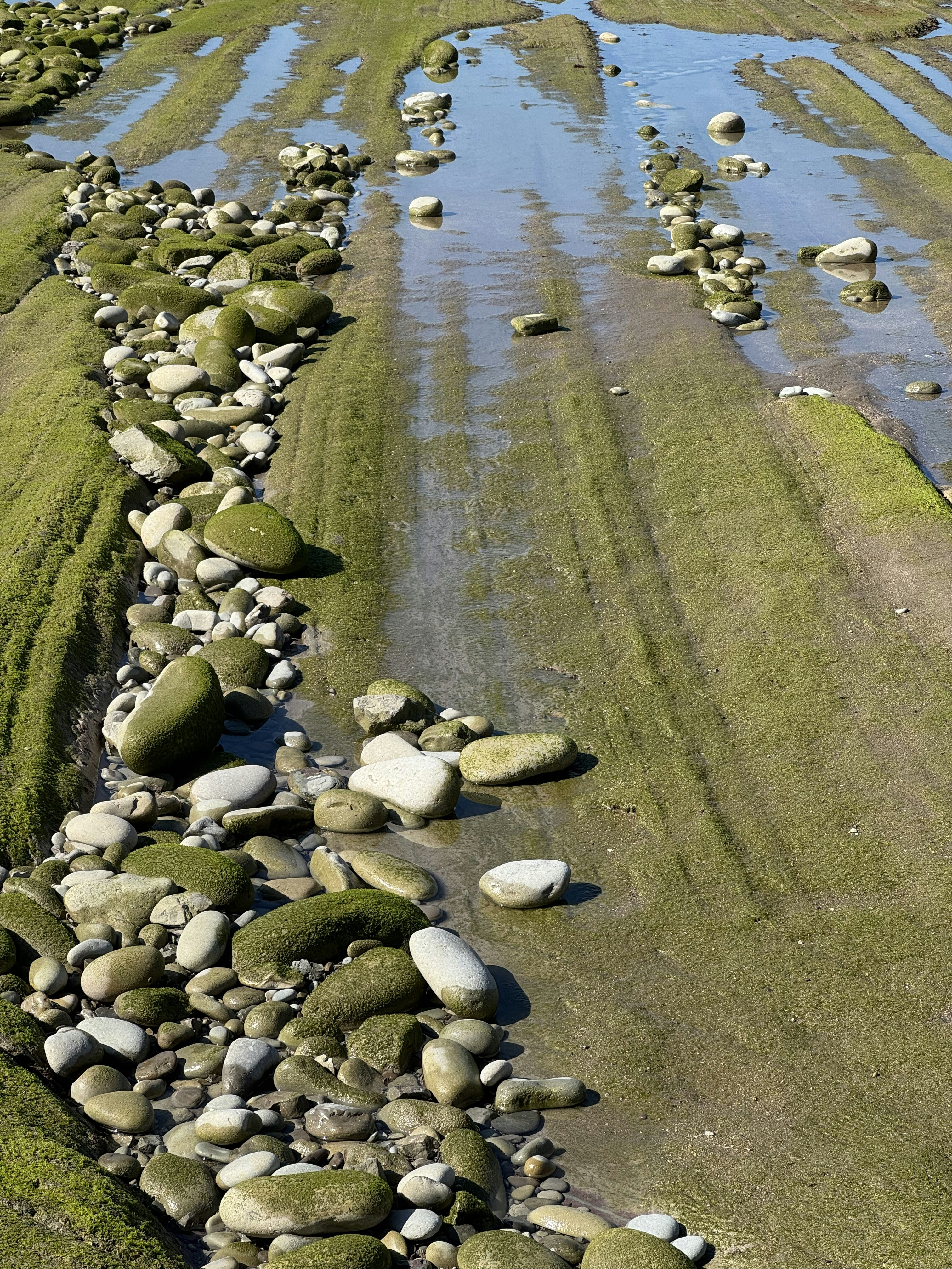 Moss-carpeted Tidal Channel with Pebble Lace