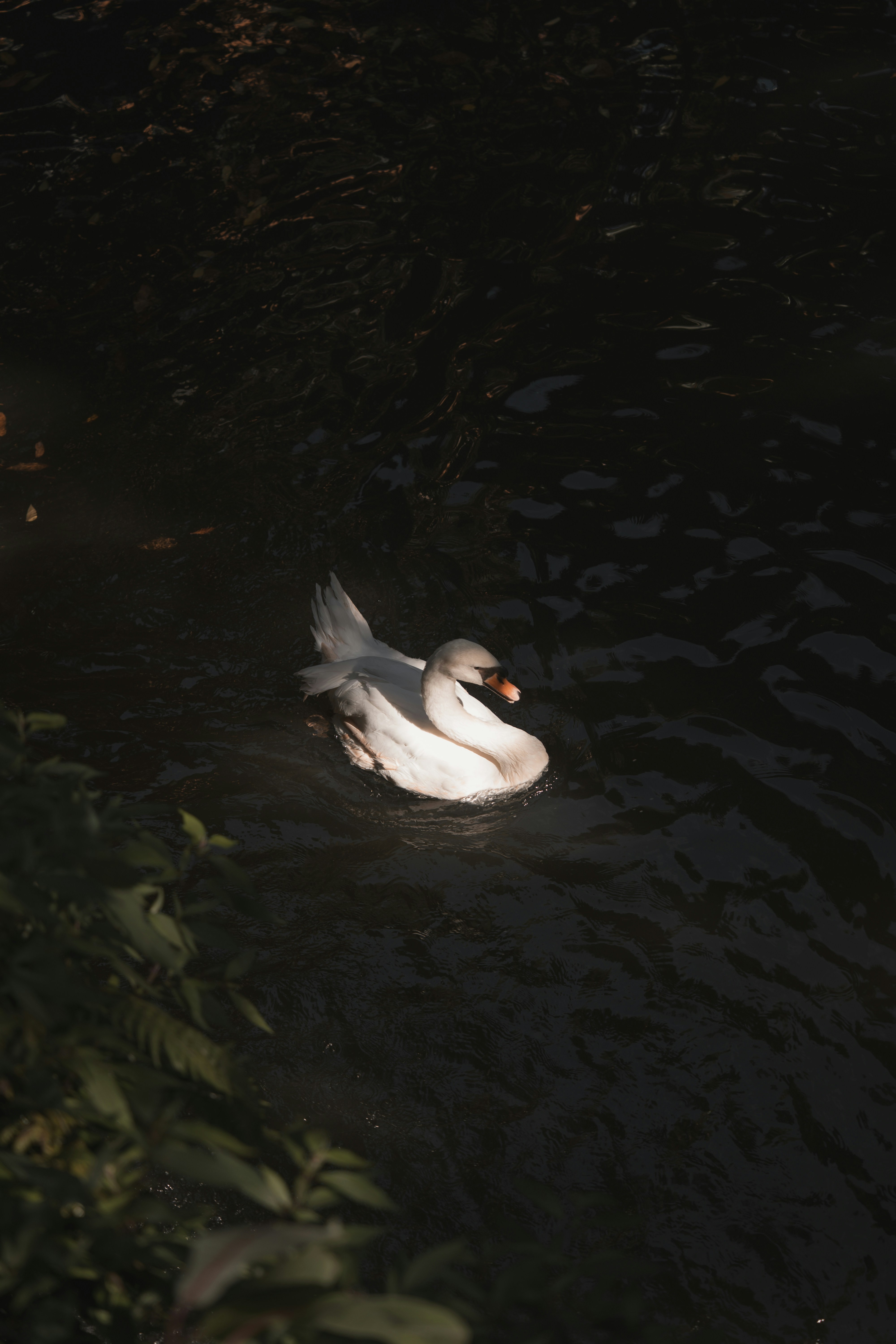 Photo by Andrei R. Popescu with Sony Alpha 7 III