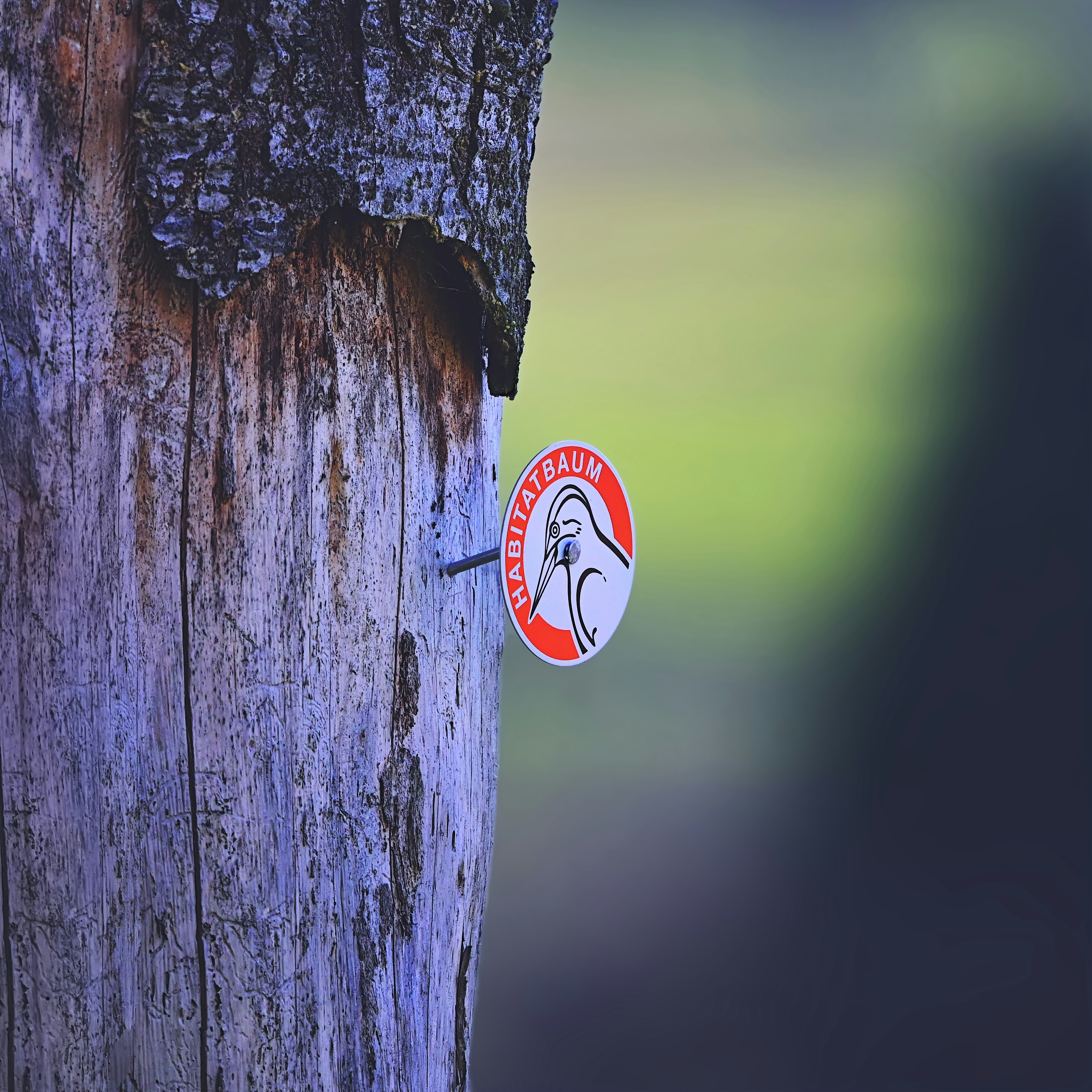 A "Habitatbaum" sign on a rotten spruce.