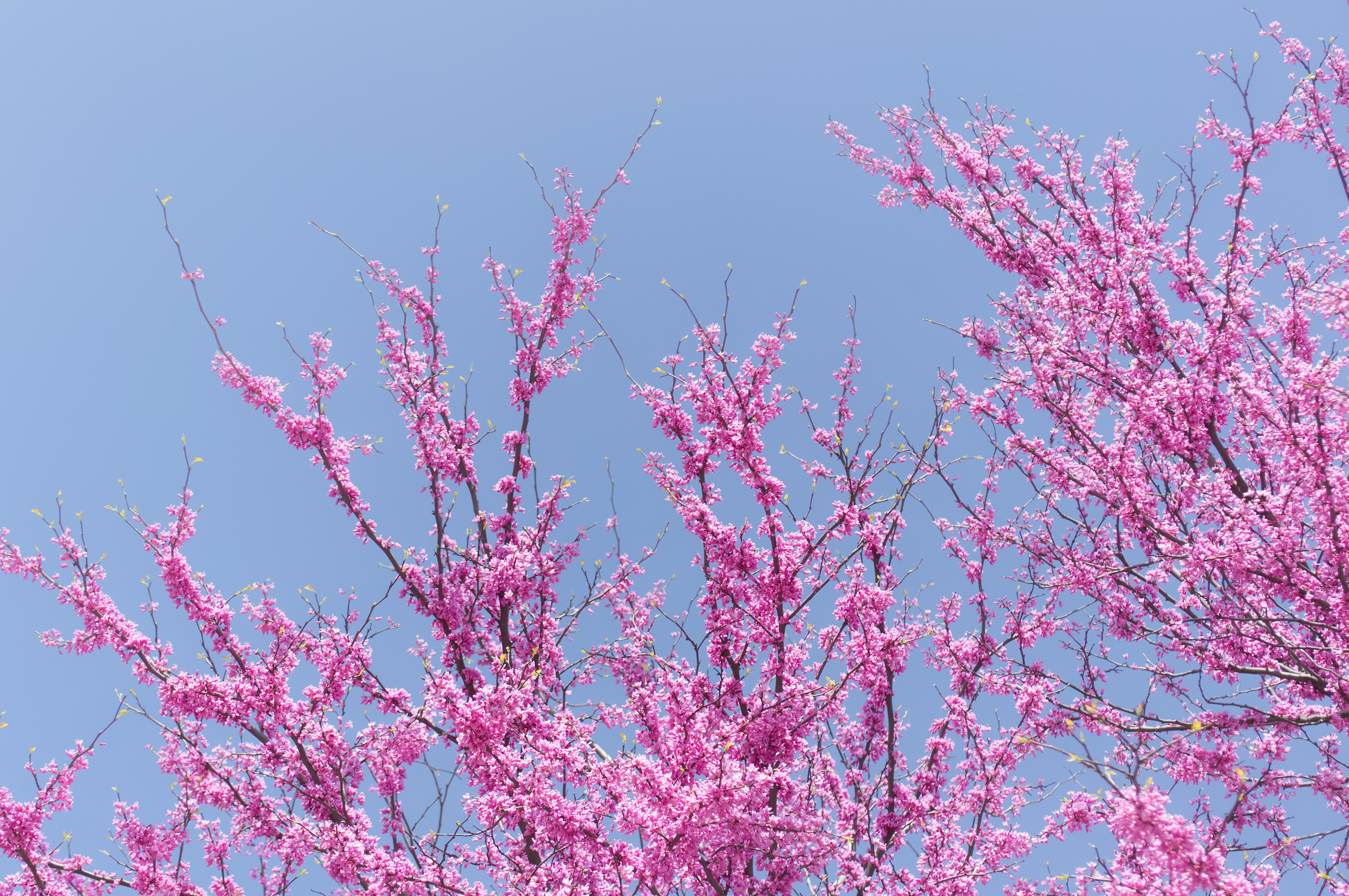 Pink Canopy, Blue Sky: A Spring Bloom Snapshot
