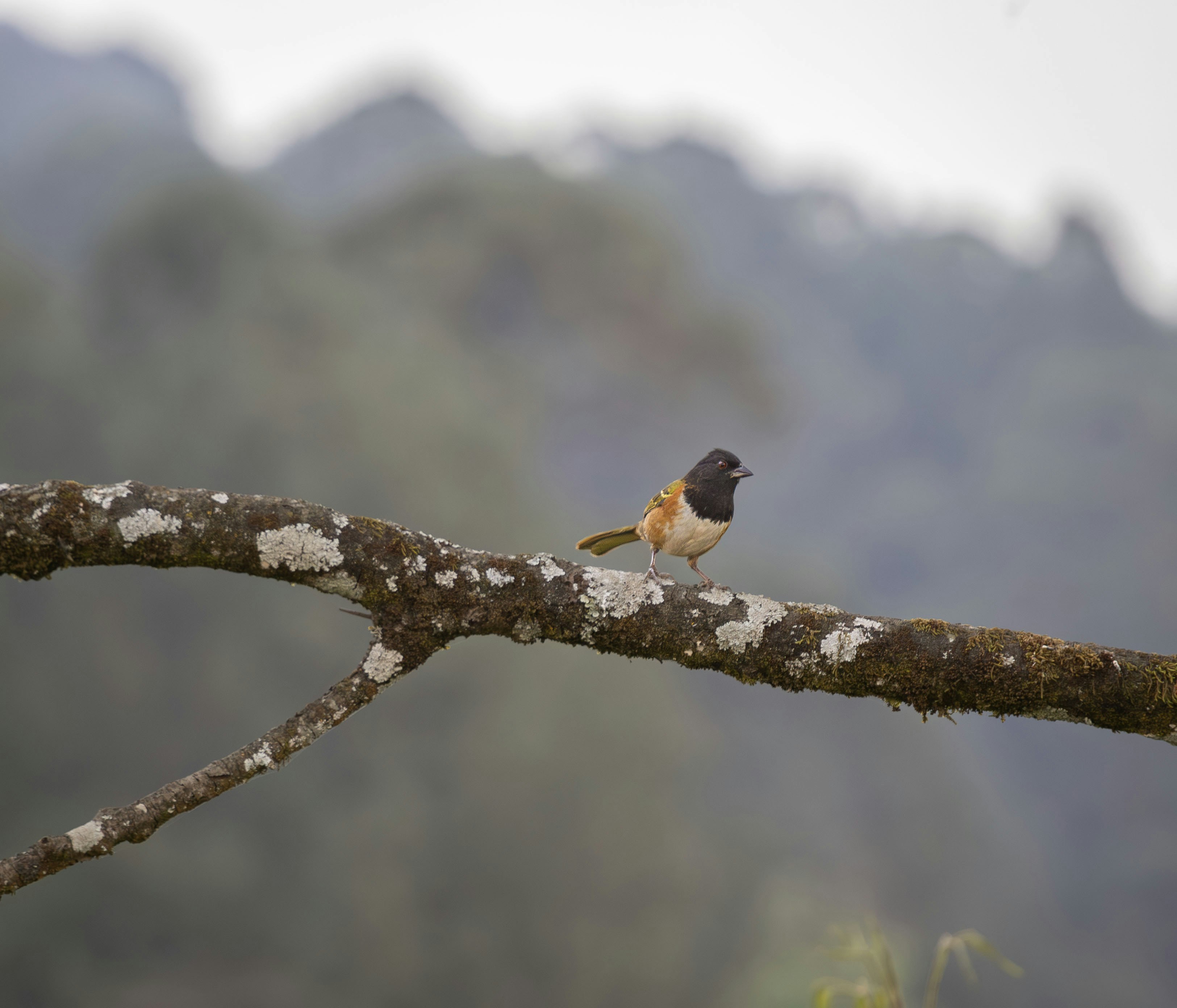 Orange-breasted Songbird on a Mossy Branch Against a Misty Alpine Backdrop