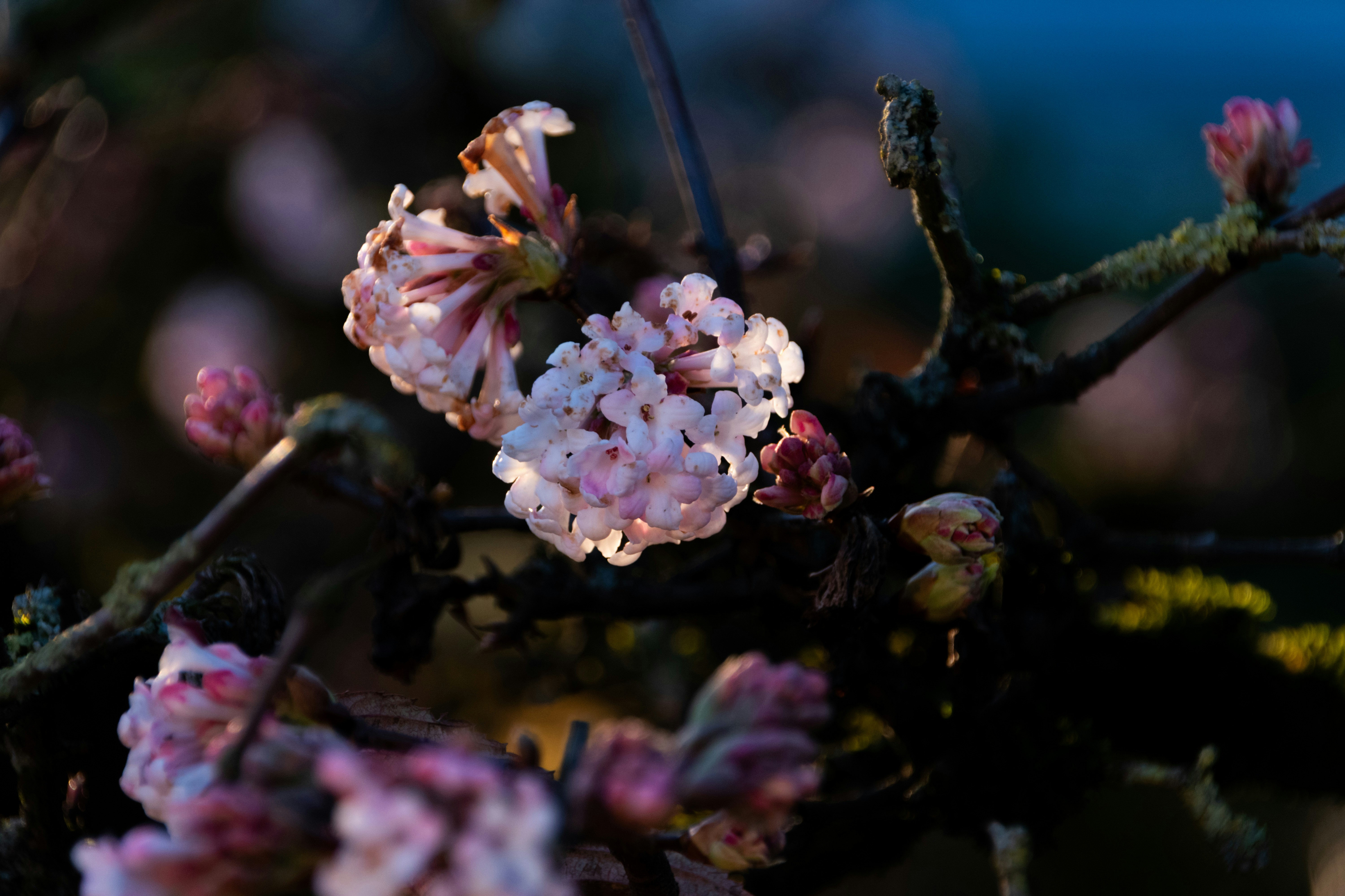 Twilight Pink Bloom on a Mossy Branch