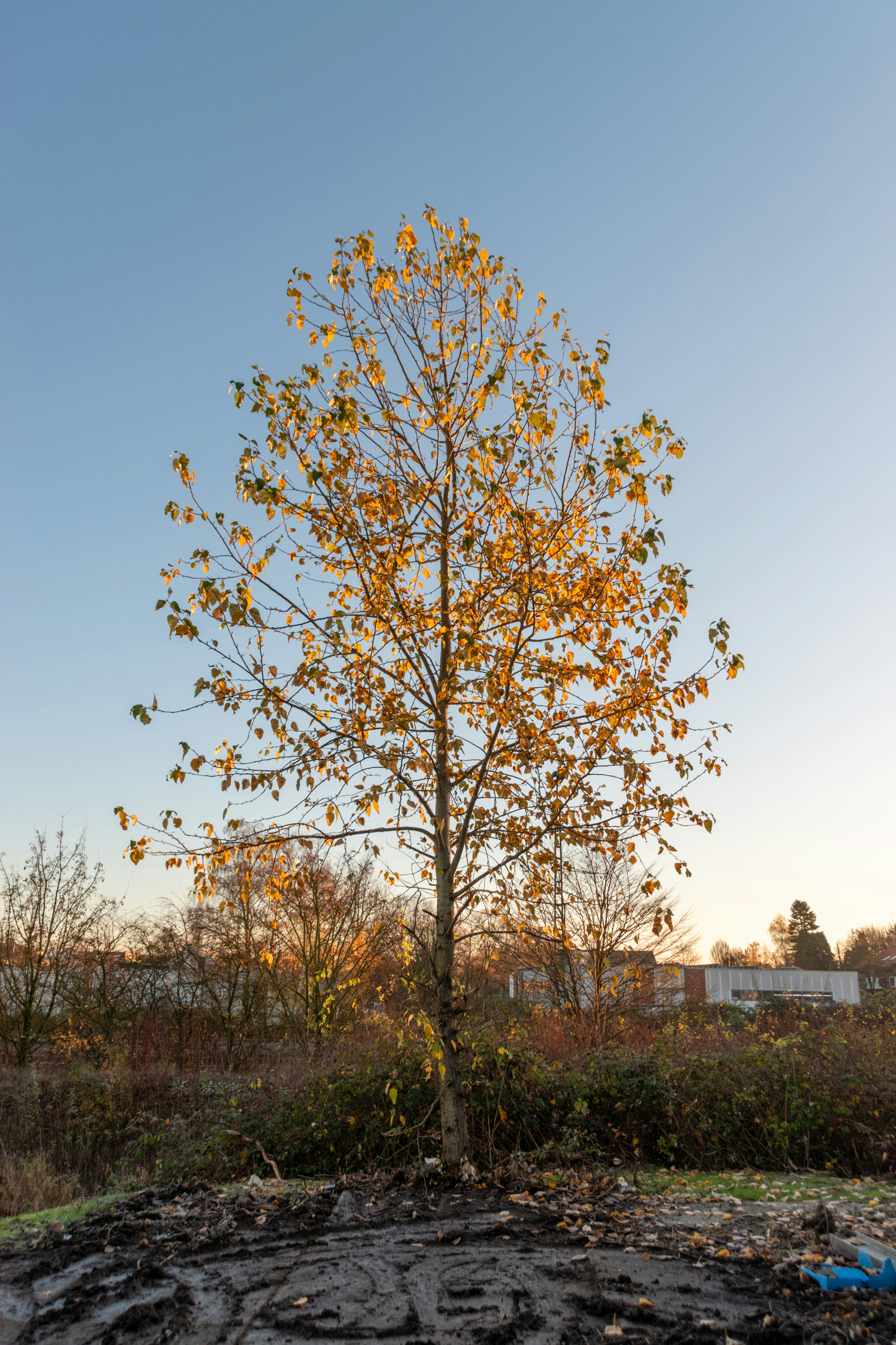 Golden-leaved Sentinel: solitary autumn tree against a pale blue sky
