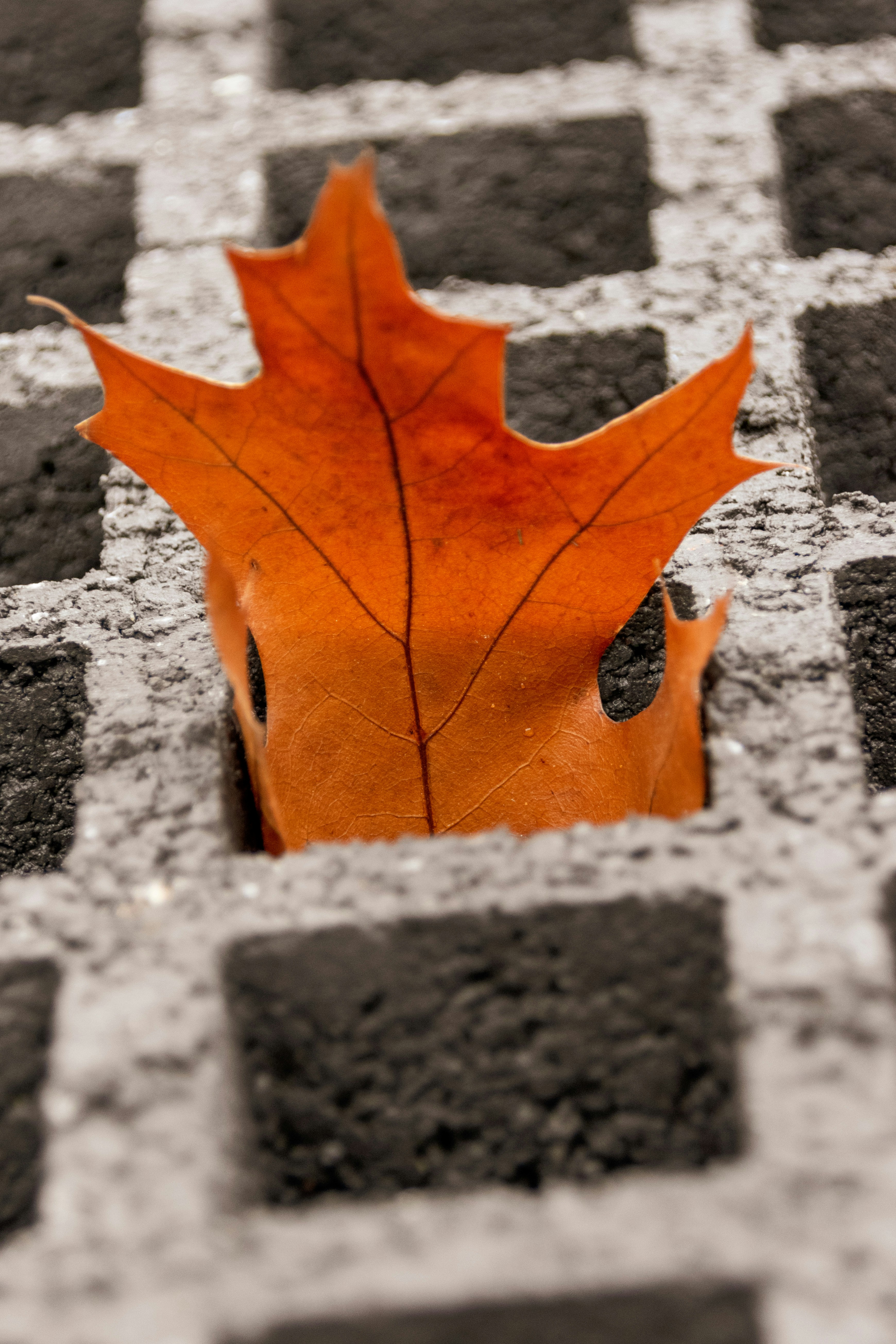 Autumn Ember Cradled in a Concrete Grid