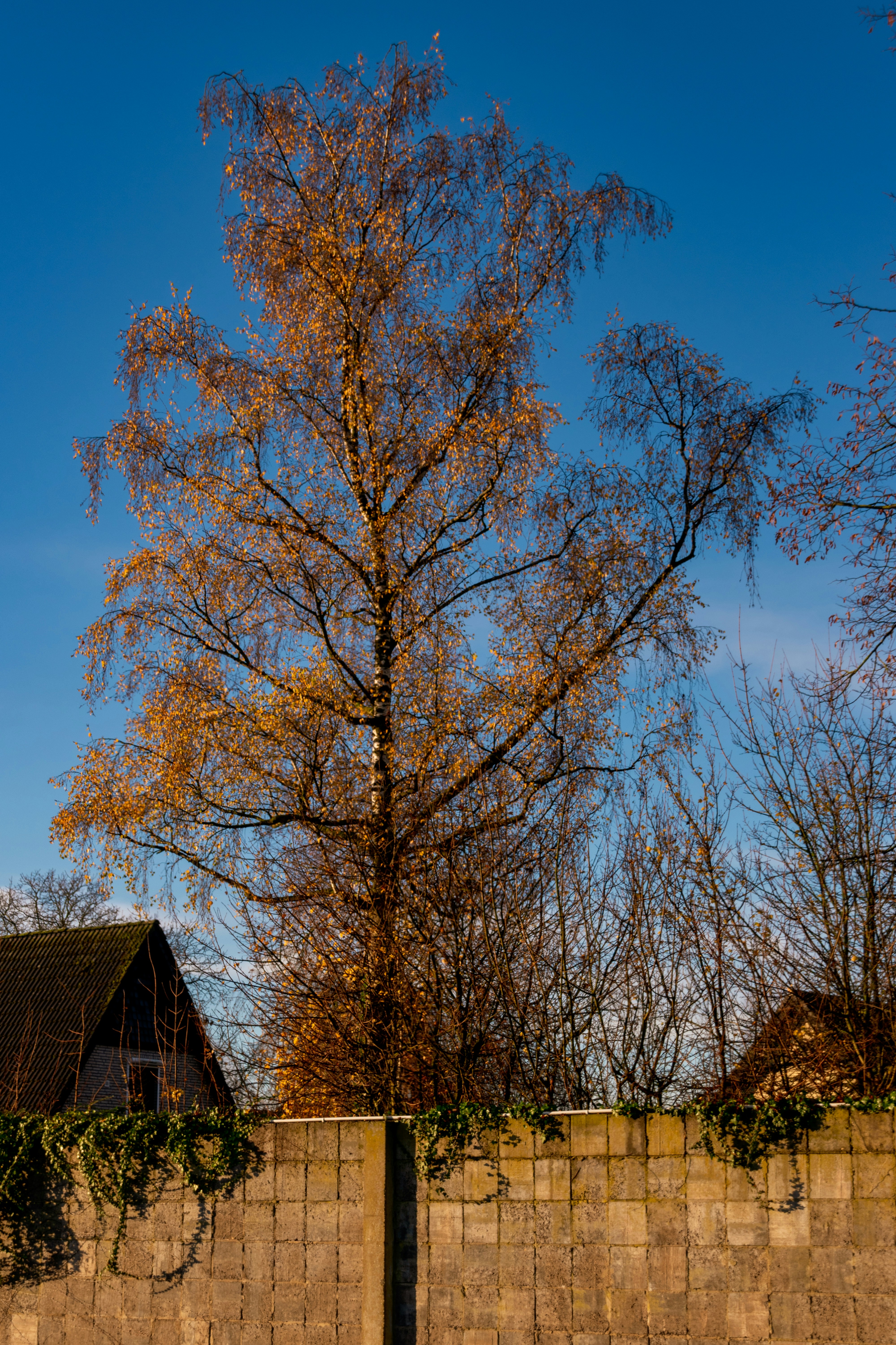 Autumn Sentinel: A tall tree rises above ivy-clad wall under a crisp blue sky