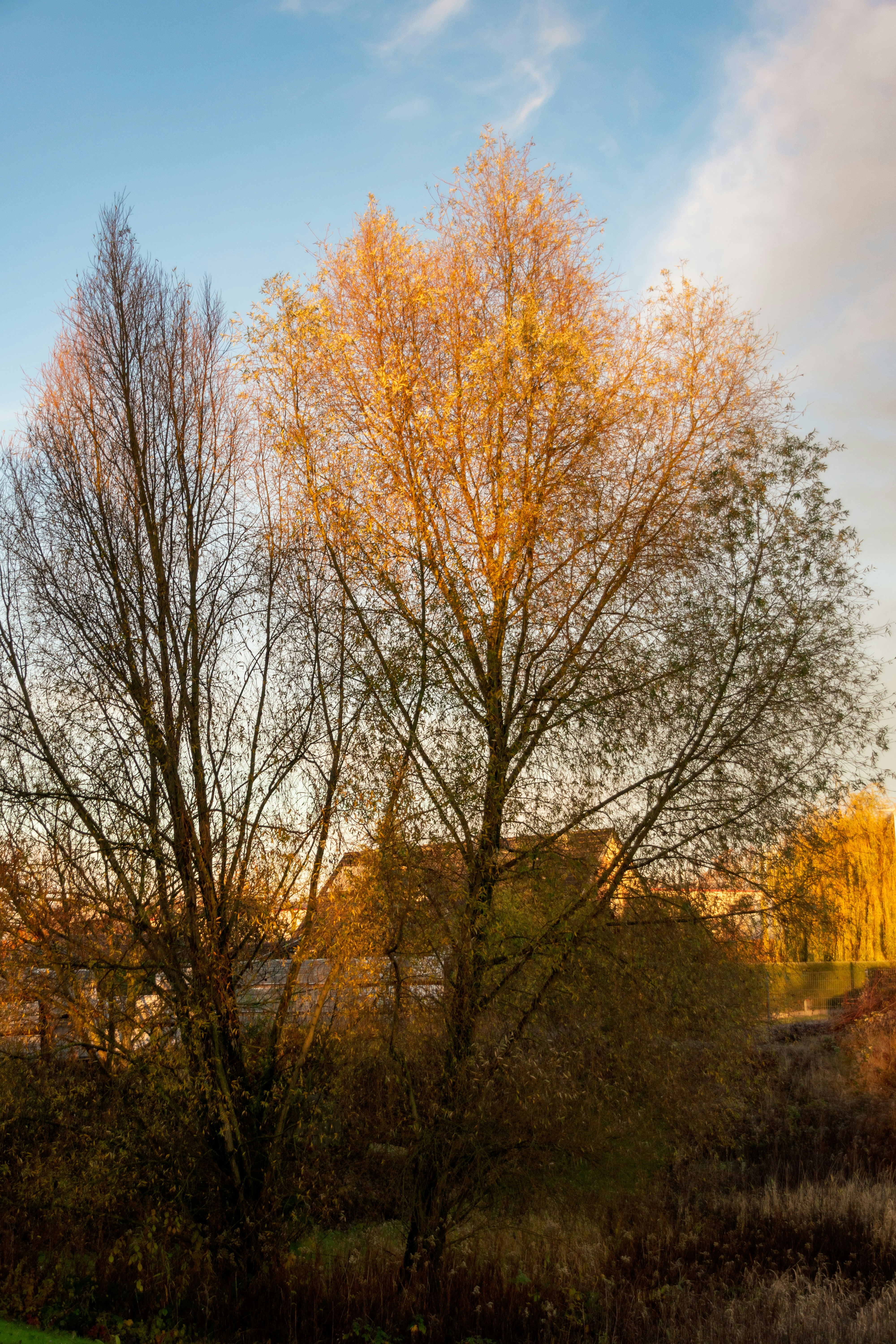 Ember Crown Over a Sunlit Autumn Landscape