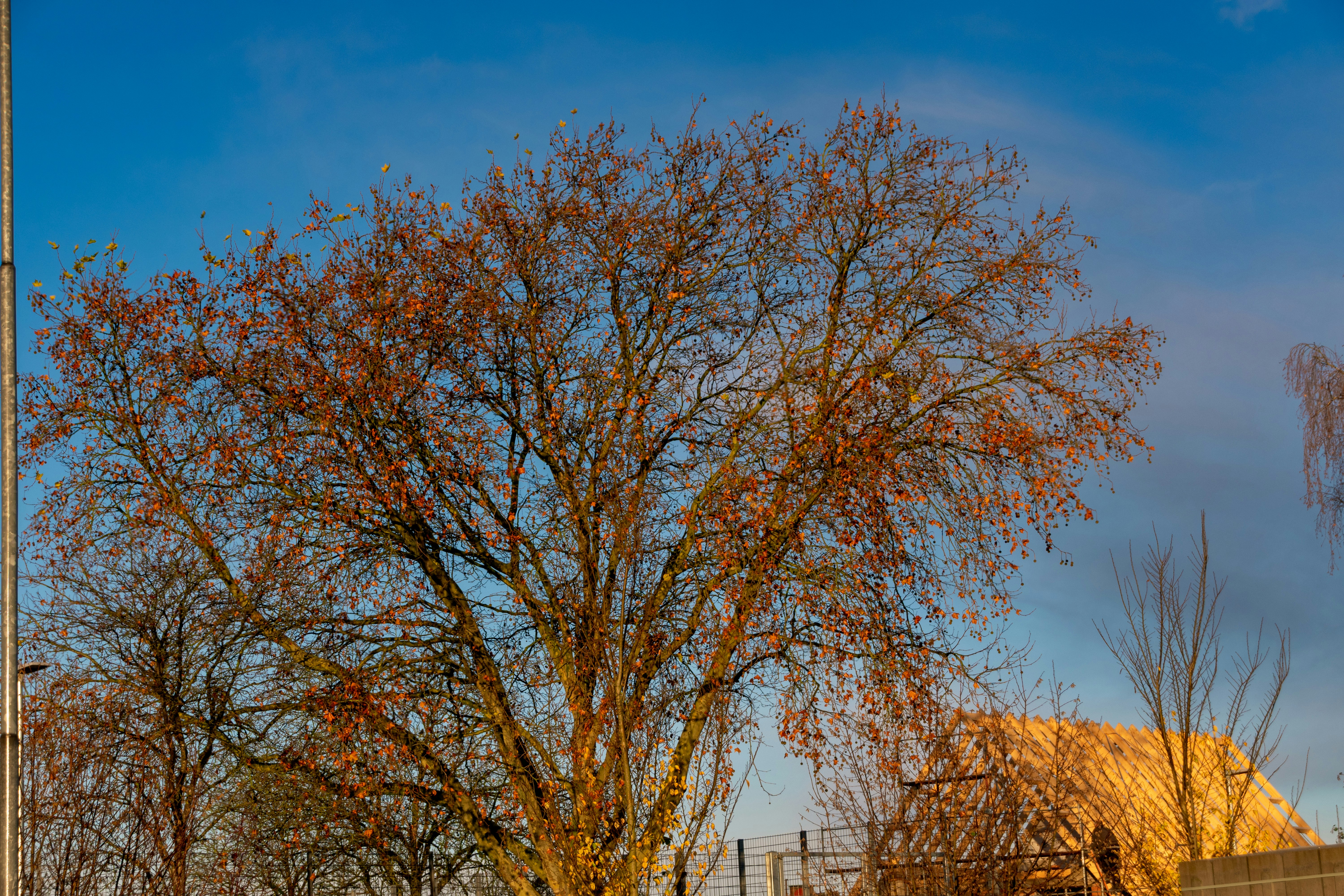 Azure Sky, Bronze Canopy: A Gnarled Tree Framing a Quiet Suburban Roofline