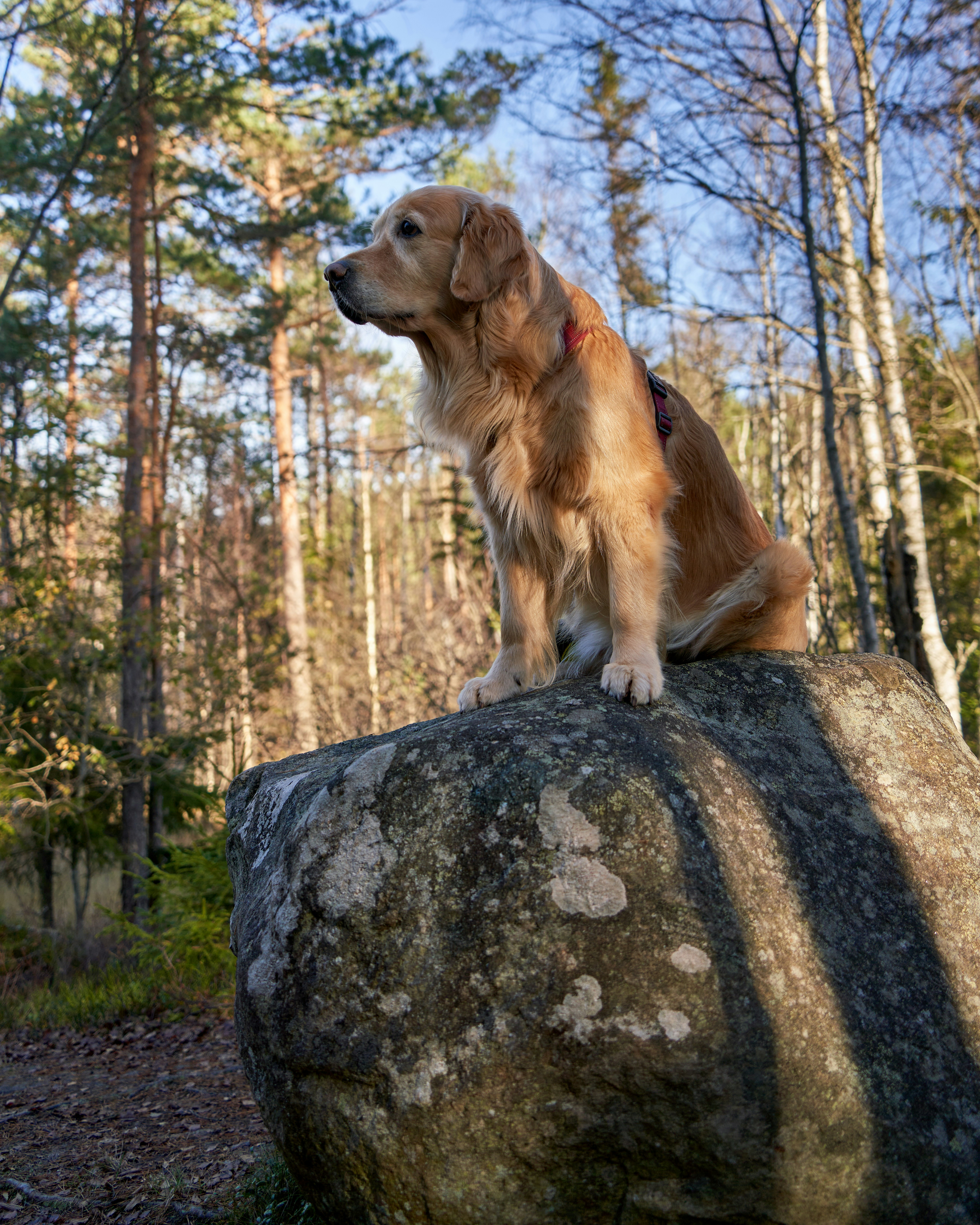 Forest Sentinel: Golden Retriever Perched on a Mossy Boulder