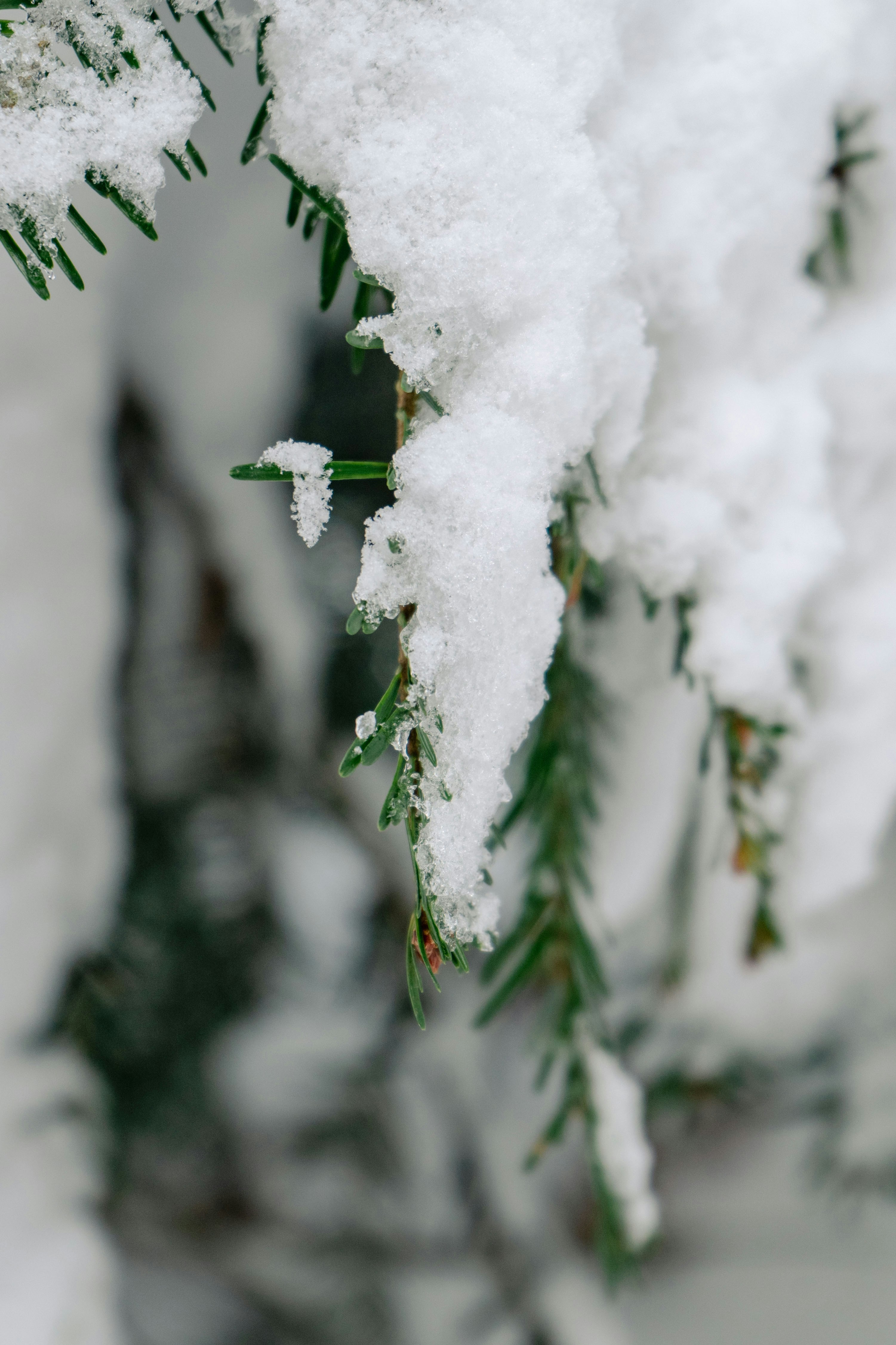 Photo by Melina Dominic Streit with Sony Alpha 7 III