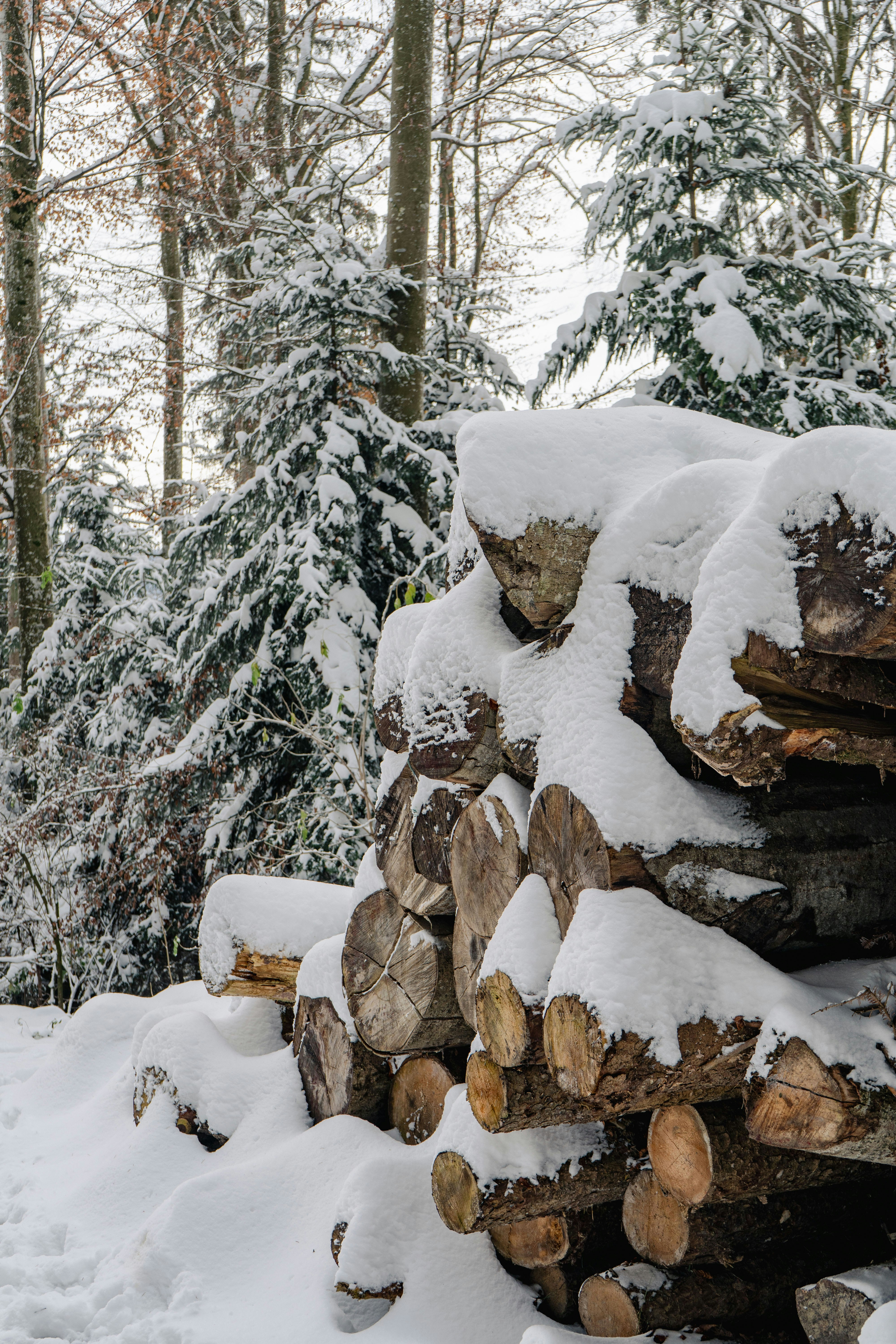 Winter's Log Stack: Snow-Cloaked Timber in a Quiet Forest